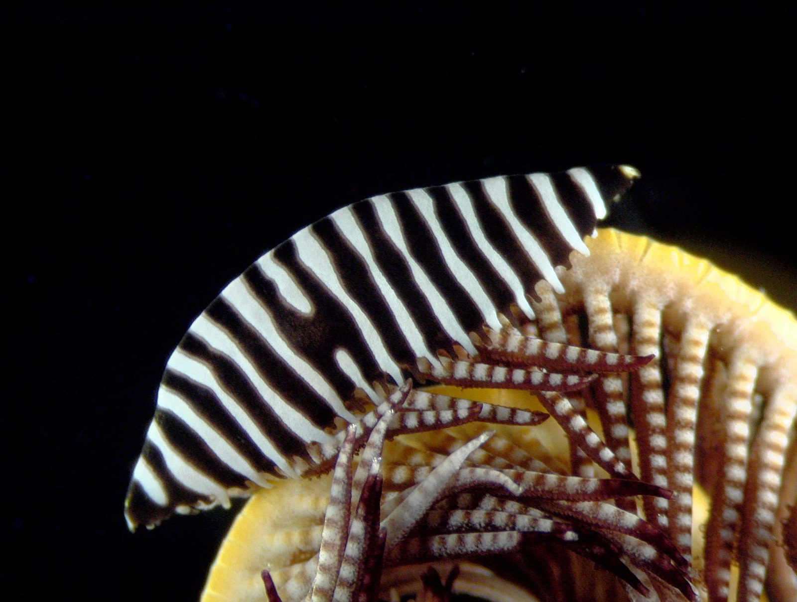 Hypomyzostoma on a crinoid echinoderm | Nikon Small World