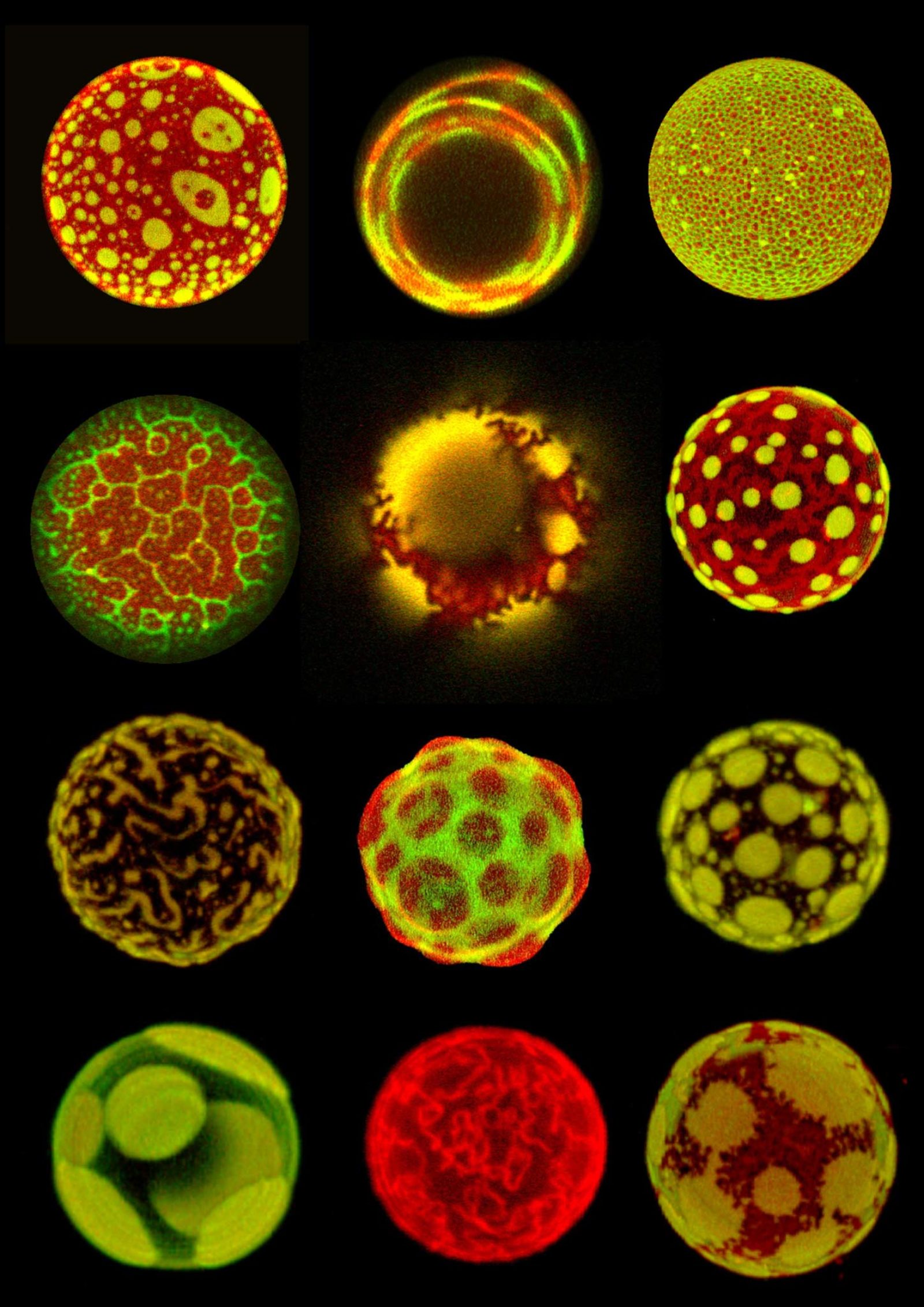 Giant unilamellar and multilamellar vesicles (liposomes) | Nikon Small ...