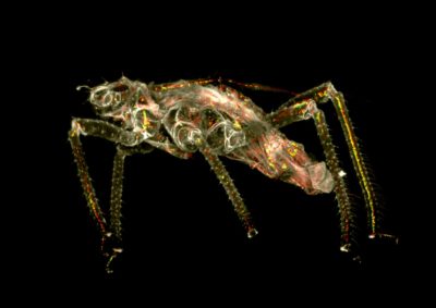 Intact outer skin of an aphid | Nikon Small World