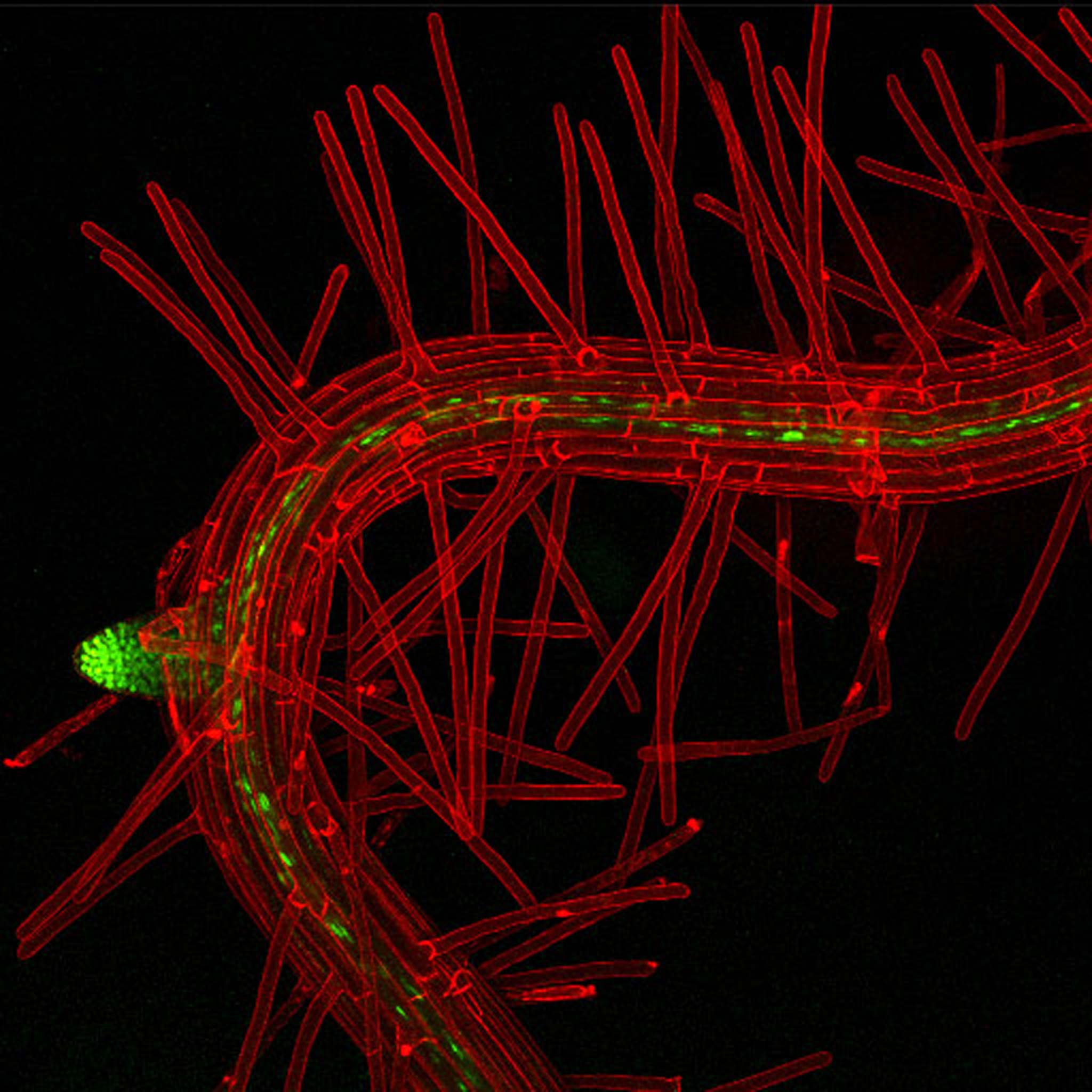 Arabidopsis thaliana root | Nikon Small World