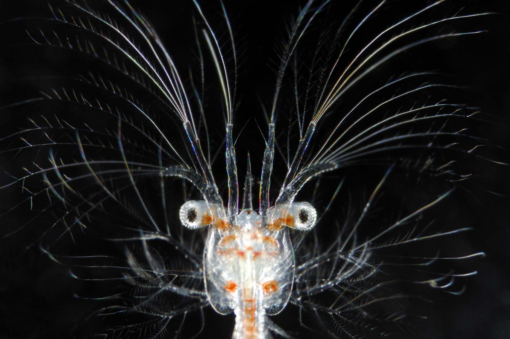 Sergestes larva (deep-water decapod crustacean) | Nikon Small World