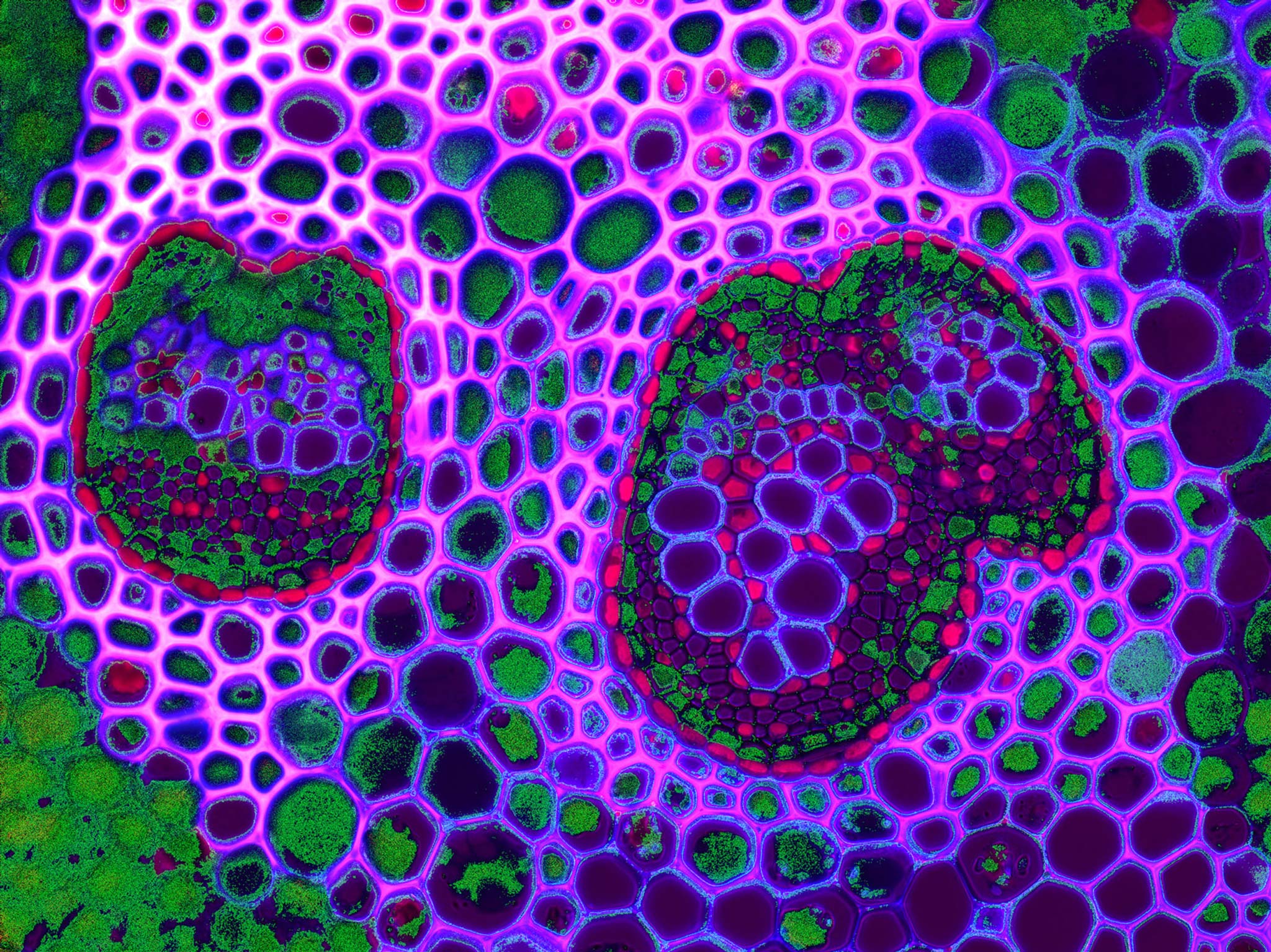 Acrostichum aureum, mangrove fern (TS leaf midrib) | Nikon Small World