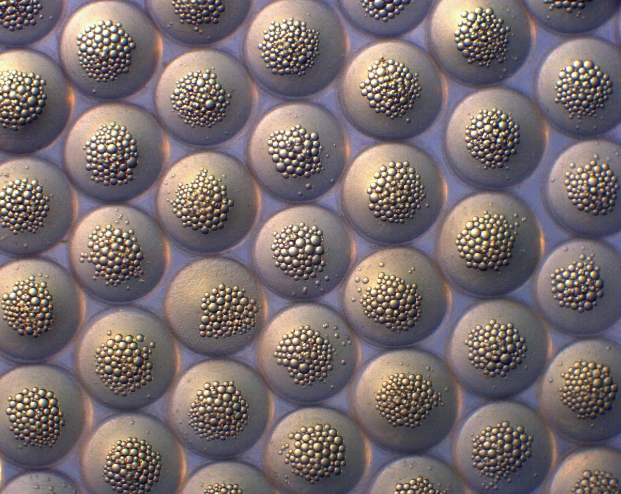 Newly fertilized Fundulus heteroclitus (killifish) embryos | Nikon ...