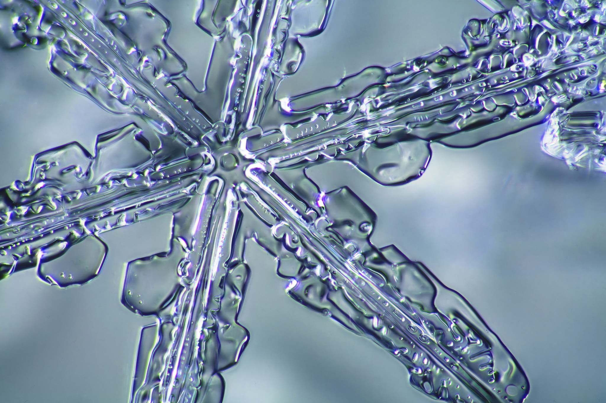 Snowflake | Nikon Small World