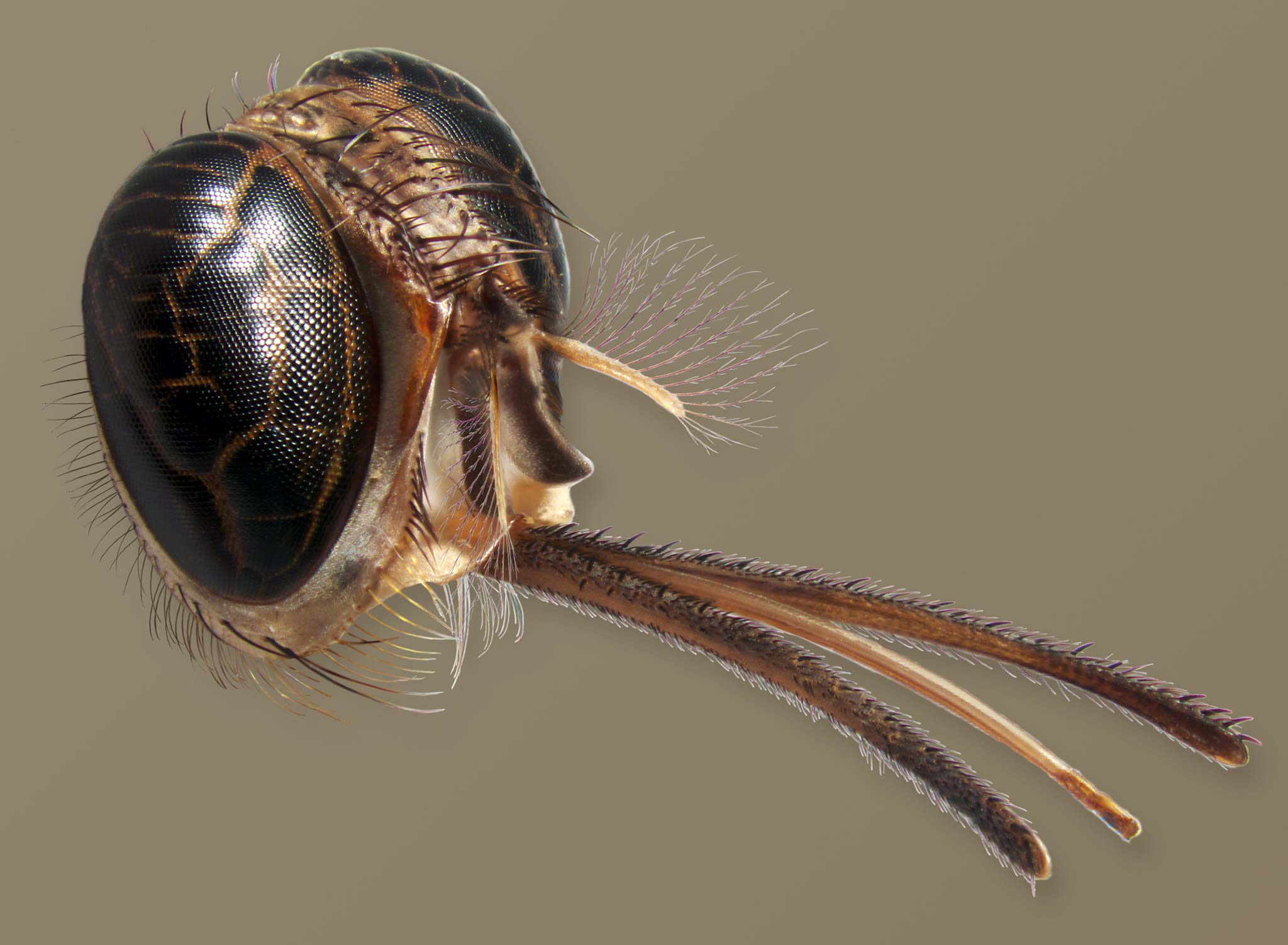 Glossina sp. (tsetse fly head) | Nikon Small World