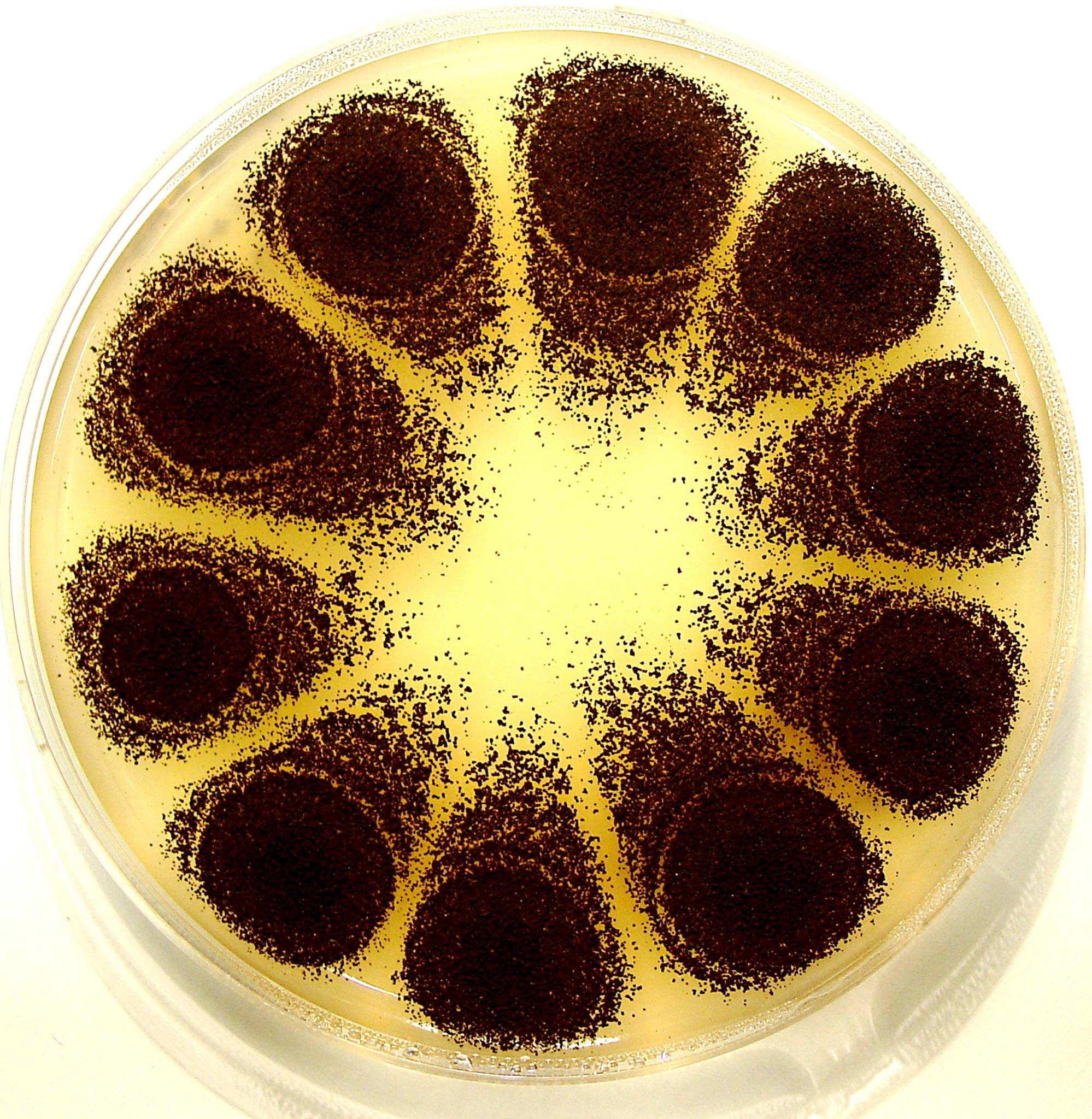 Single-spore inoculation of the microfungus, Aspergillus niger on malt ...