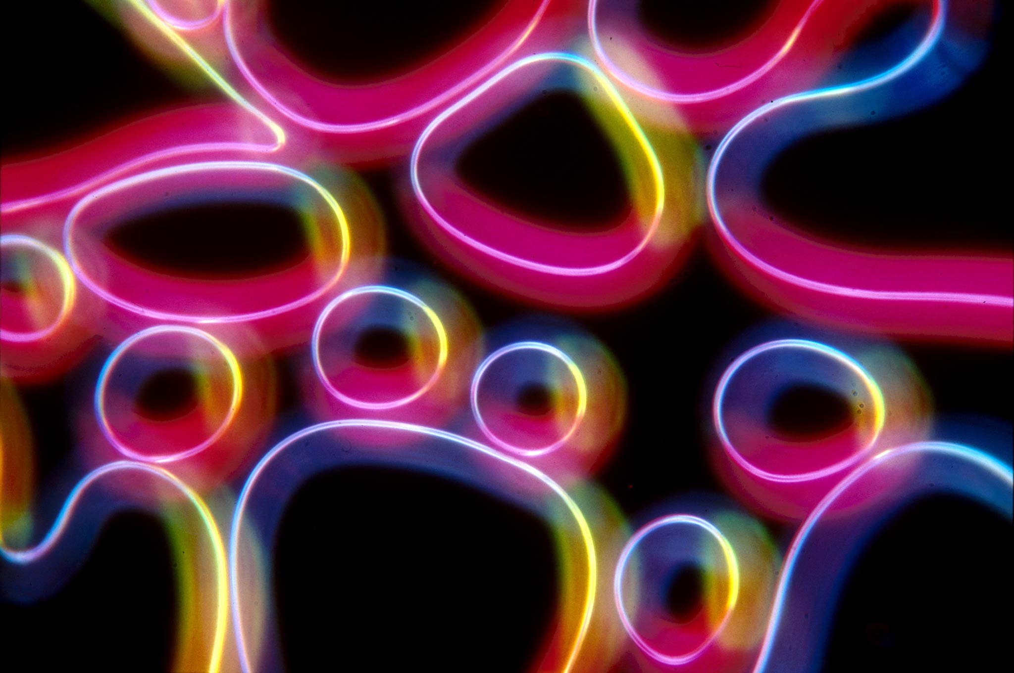 Neon bubbles | Nikon Small World