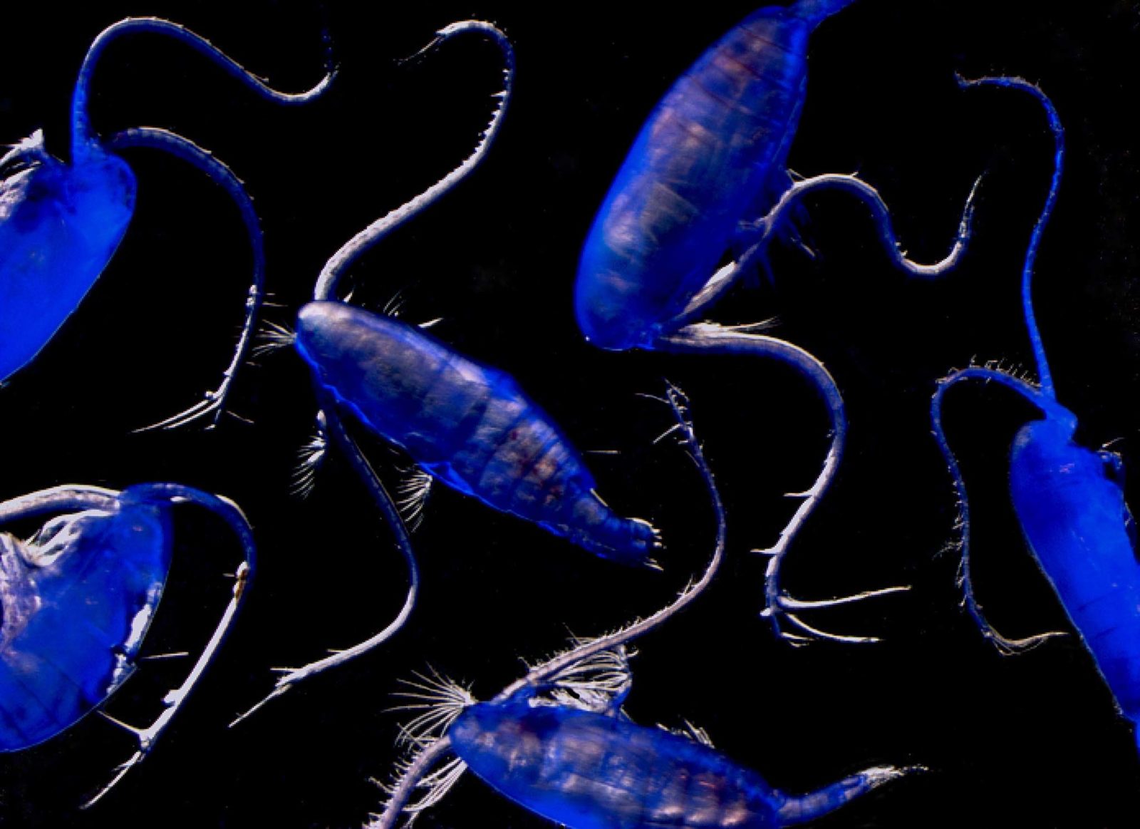 Calanoid copepods (zooplankton) | Nikon Small World