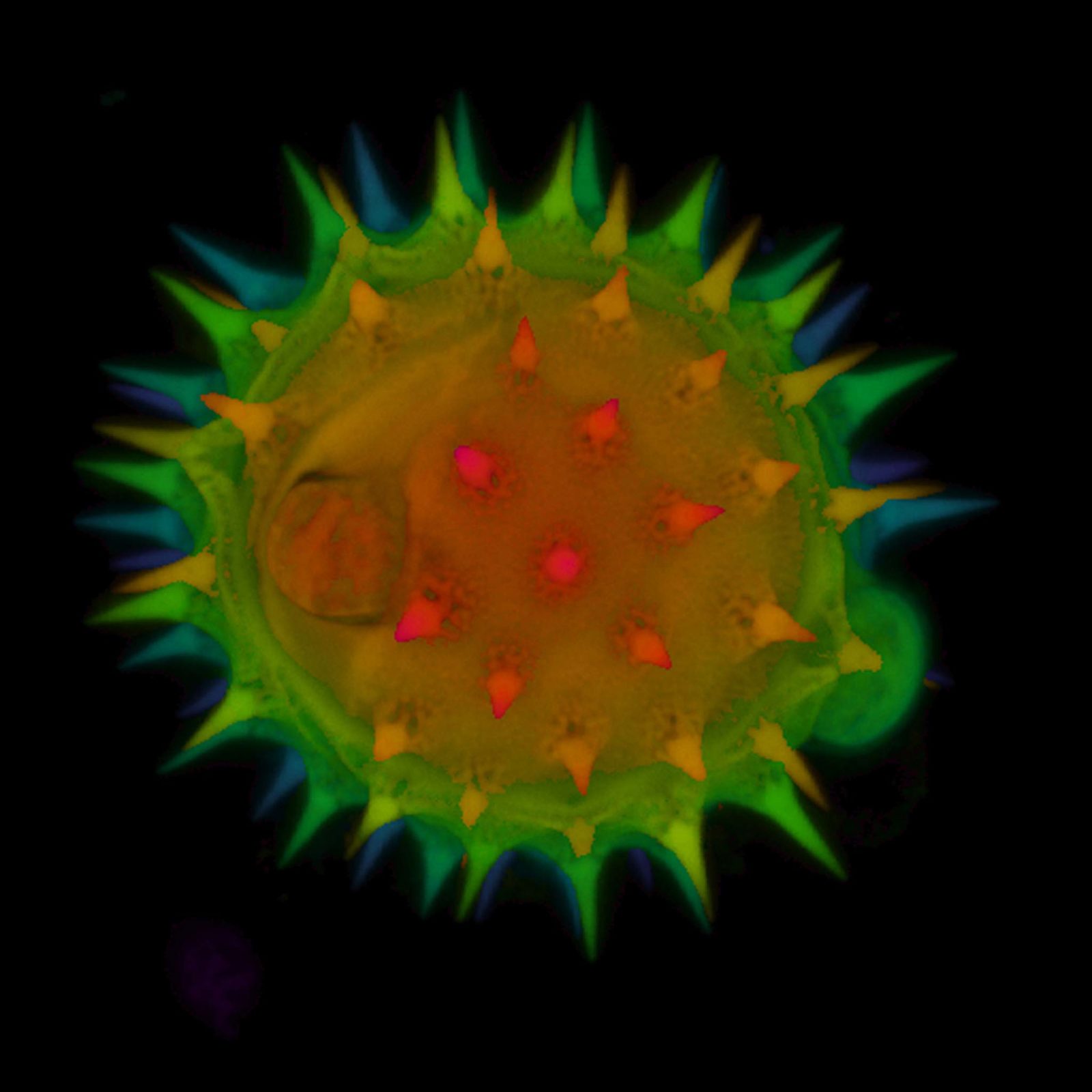 Depth-coded reconstruction of autofluorescence from Helianthus sp ...