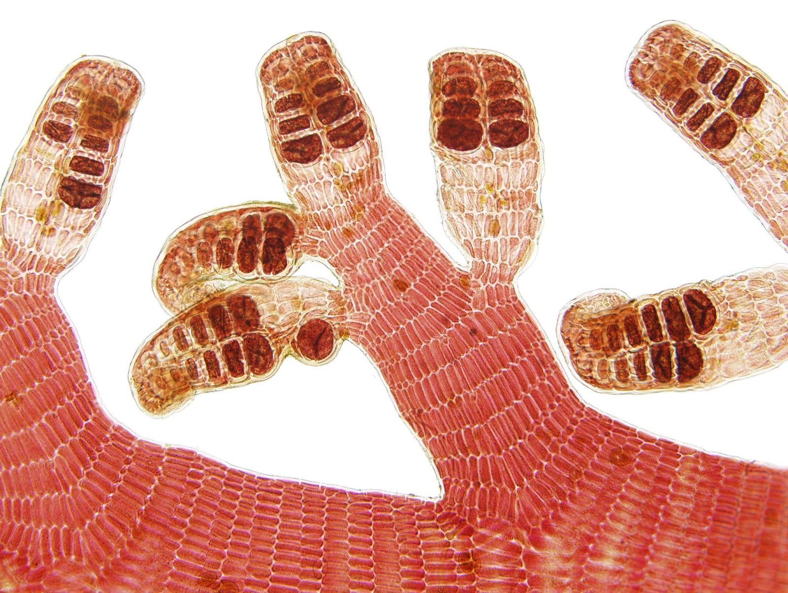 Amansia (red seaweed) reproductive branches | Nikon Small World
