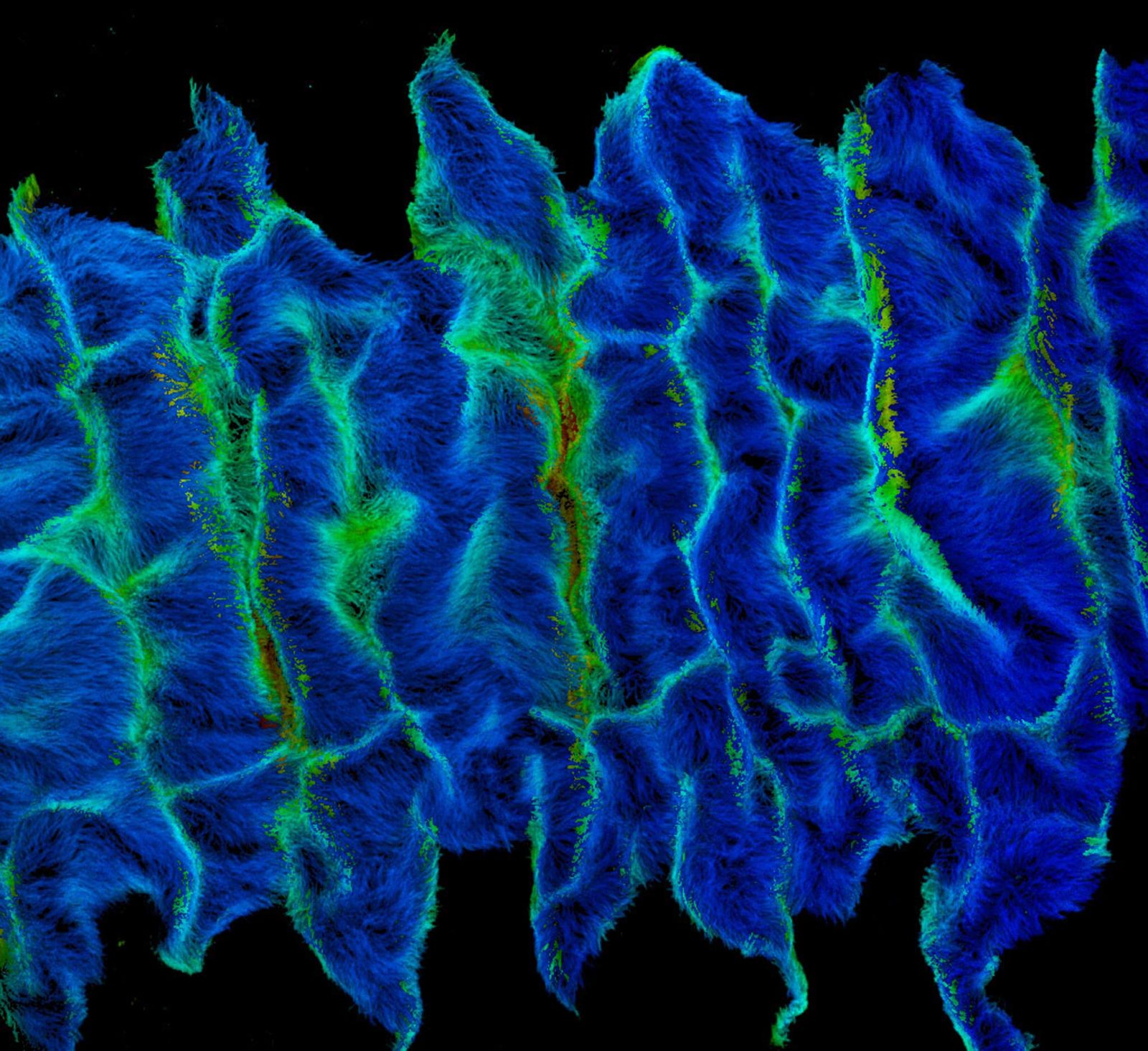 Earthworm Embryo, ciliary band at the ventral midline | Nikon Small World