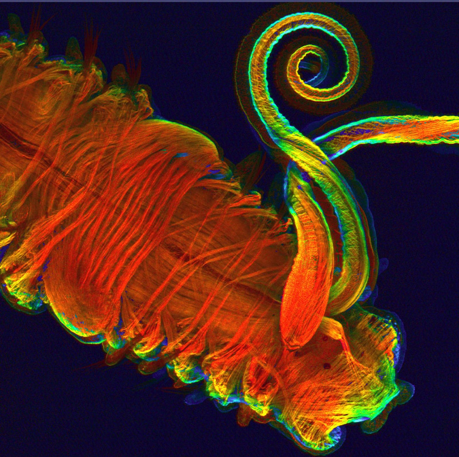 Marine worm muscles (Polydora cornuta) | Nikon Small World