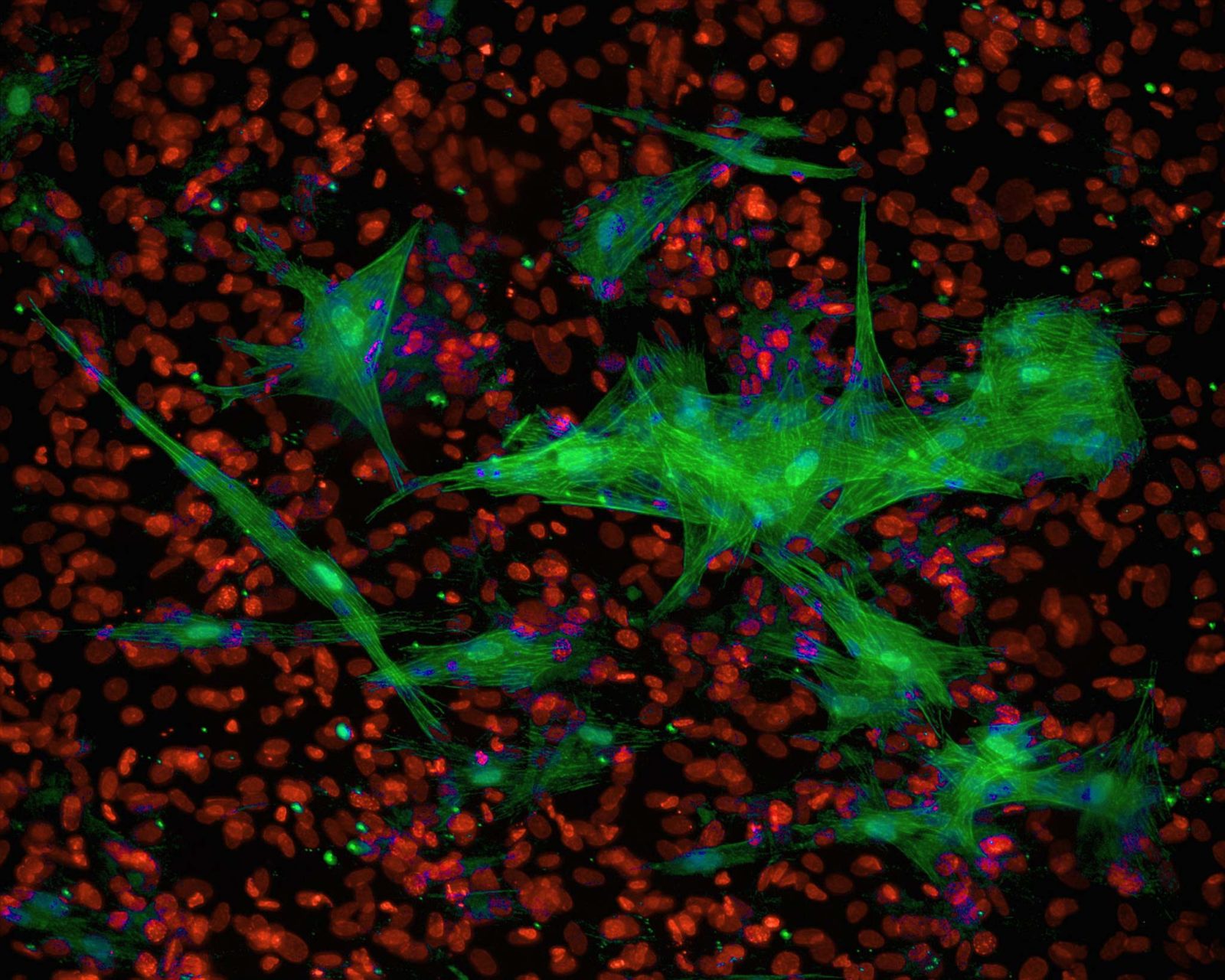 Pig heart cells, grown to confluency | Nikon Small World