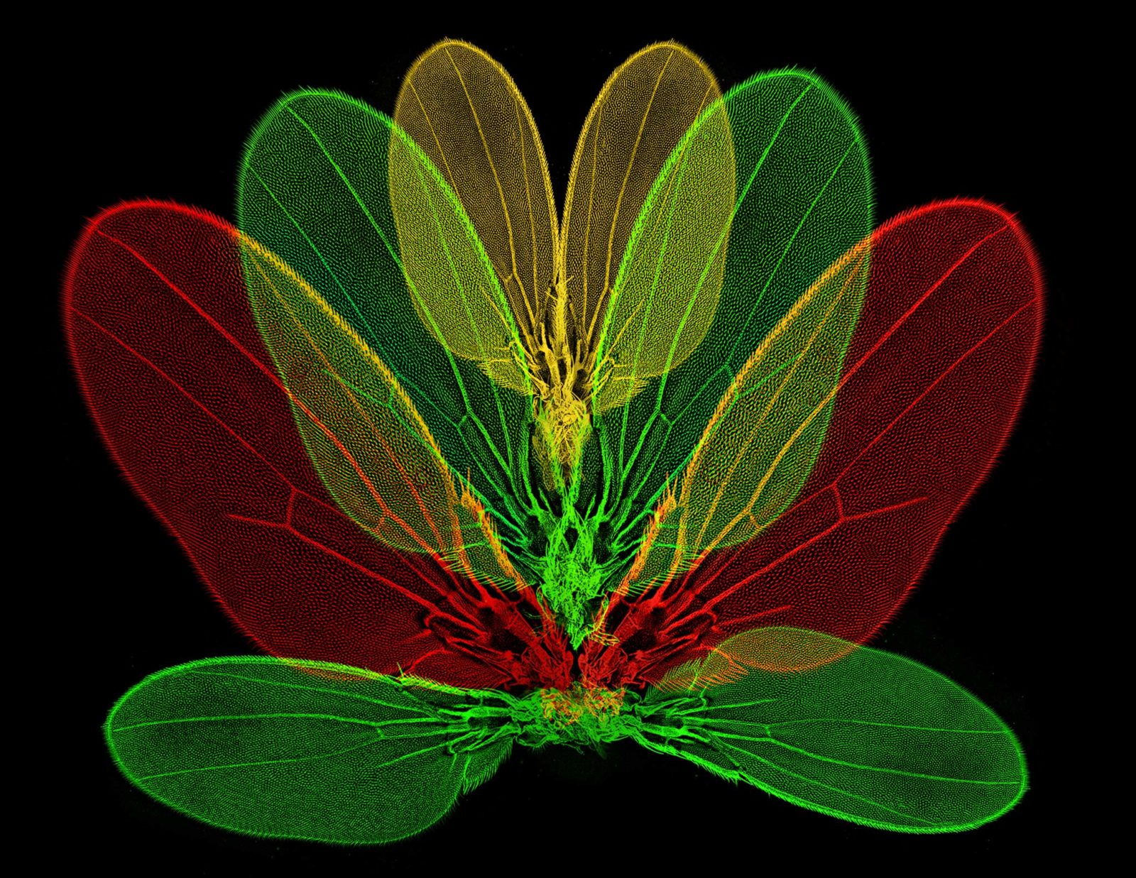 Isolated fruit fly wings | Nikon Small World