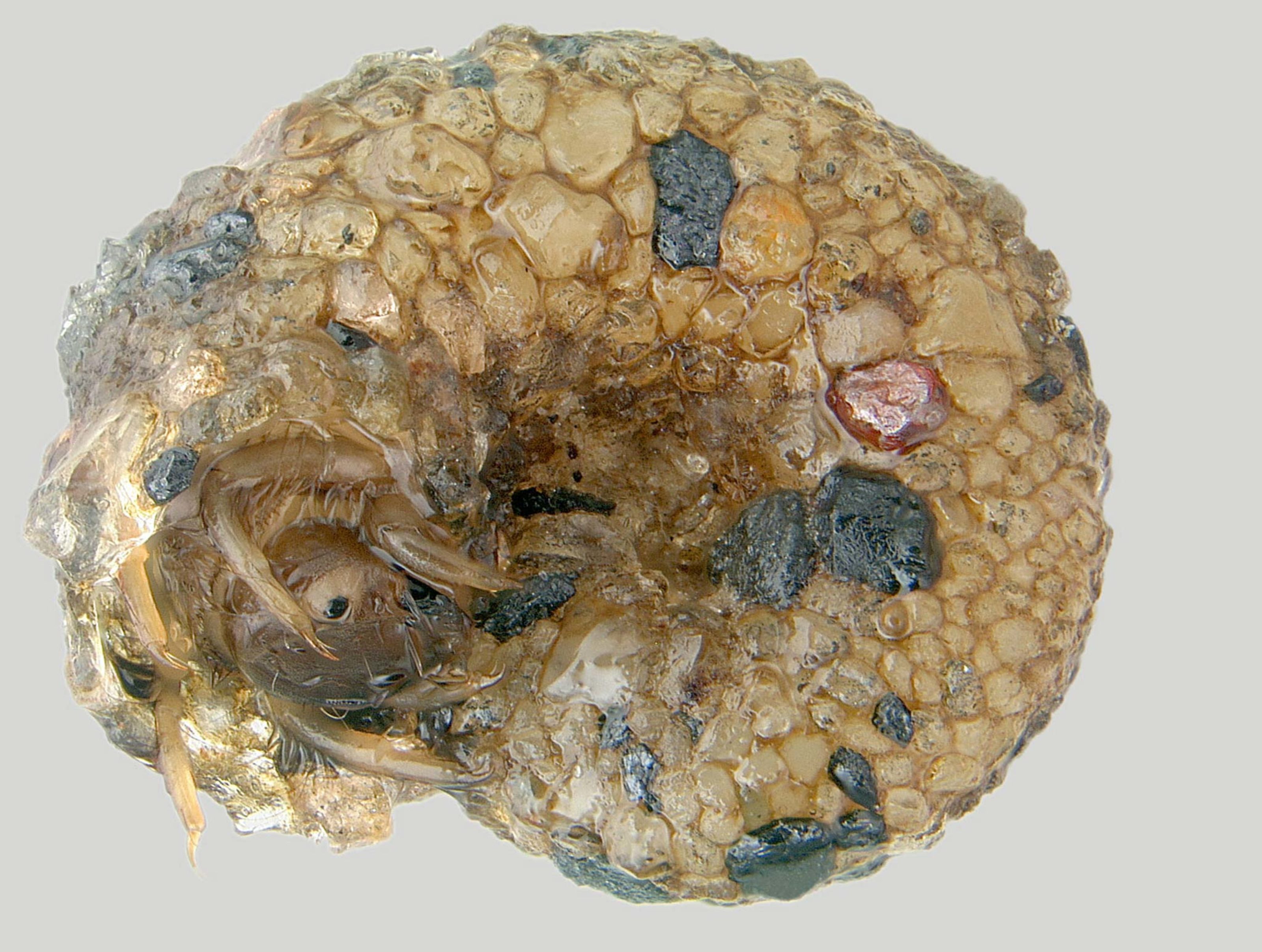 Larva of the caddisfly Helicopsyche borealis in its case | Nikon Small ...