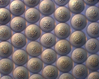 Newly fertilized Fundulus heteroclitus (killifish) embryos | Nikon ...