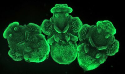 Loligo pealei (squid embryos), 5 days | Nikon Small World