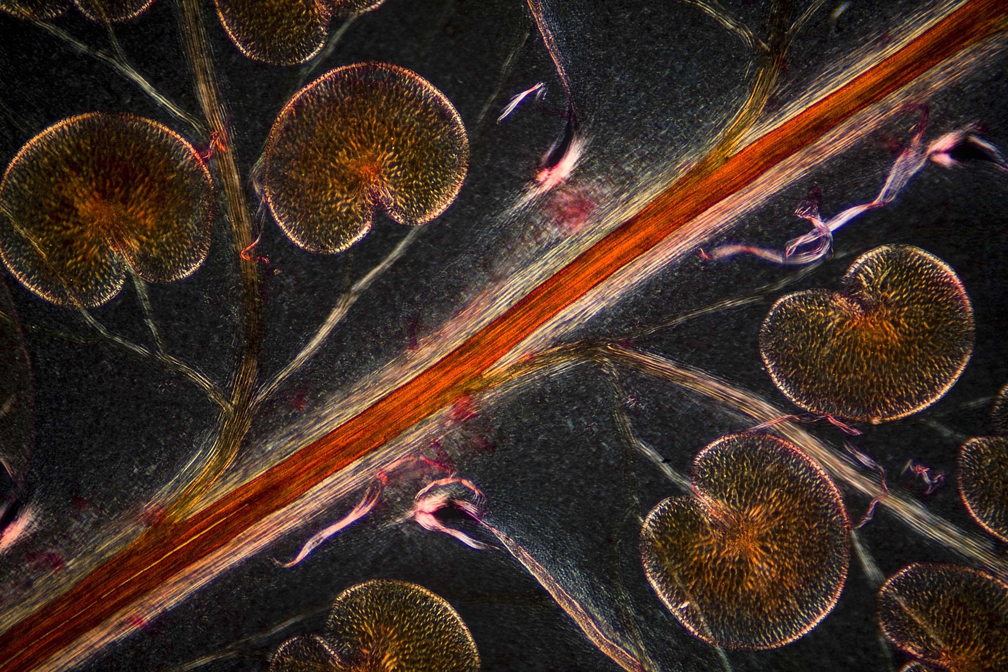 2 pinnae of Aspidium Felix (fern) | Nikon Small World