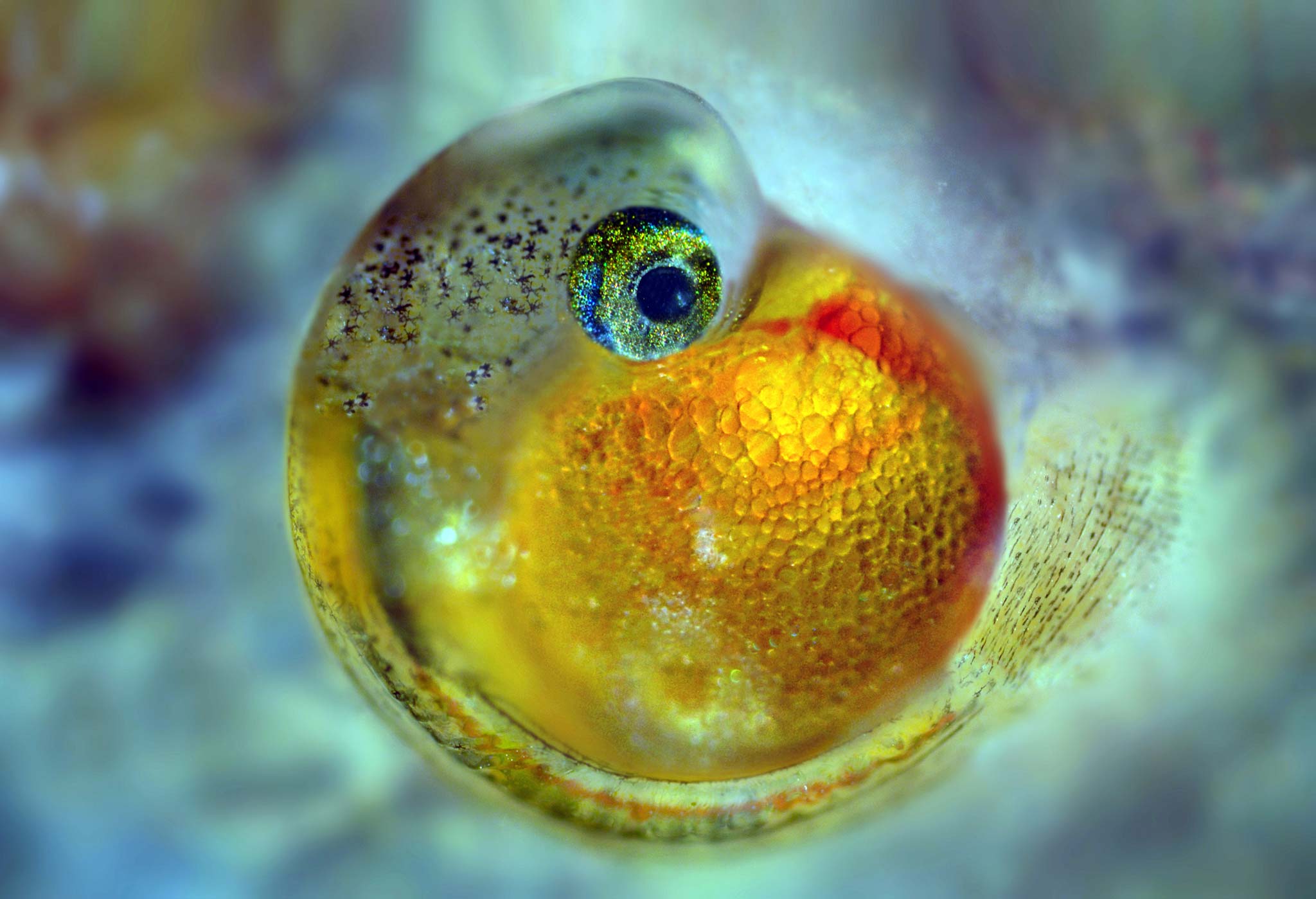 Embryo of guppy fish | Nikon Small World