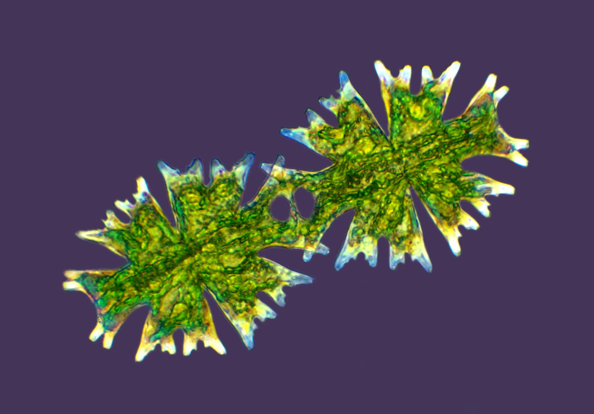 Two Micrasterias sp. (green algae), live specimens | Nikon Small World