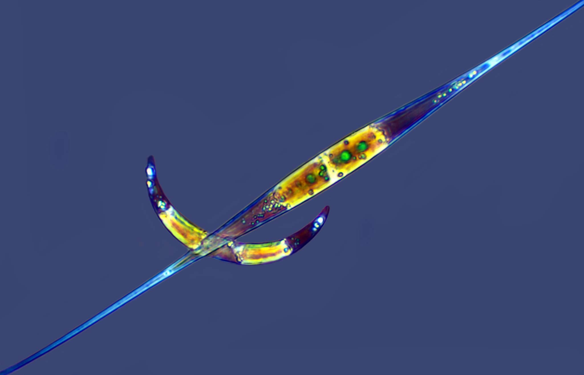 Two Closterium sp. (algae), live specimens | Nikon Small World