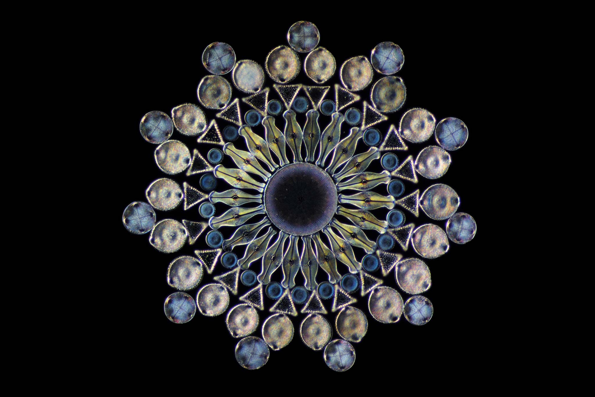 100-form exhibition diatom arrangement | Nikon Small World