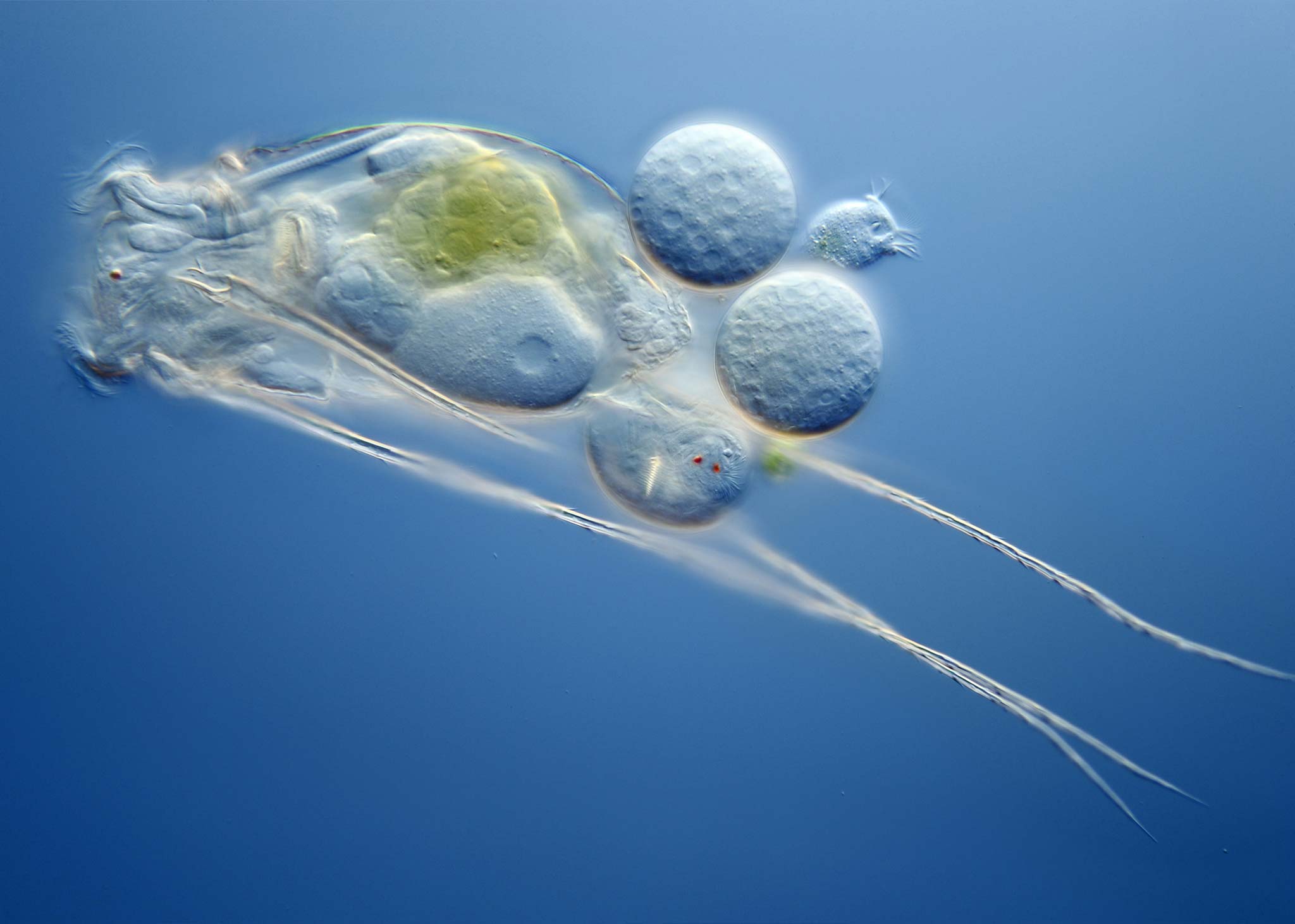 Filinia terminalis (rotifer) | Nikon Small World