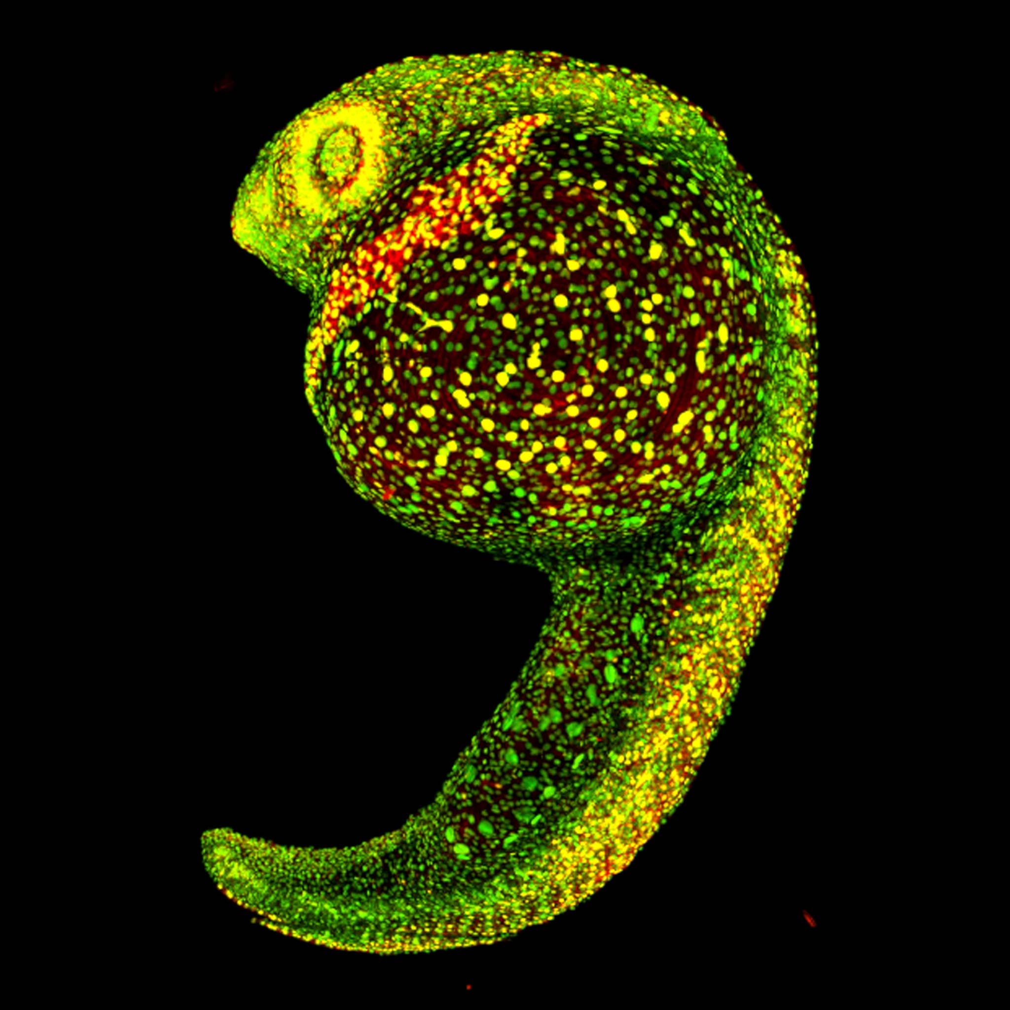 Zebrafish embryo, 22 hours post-fertilization, living specimen | Nikon ...