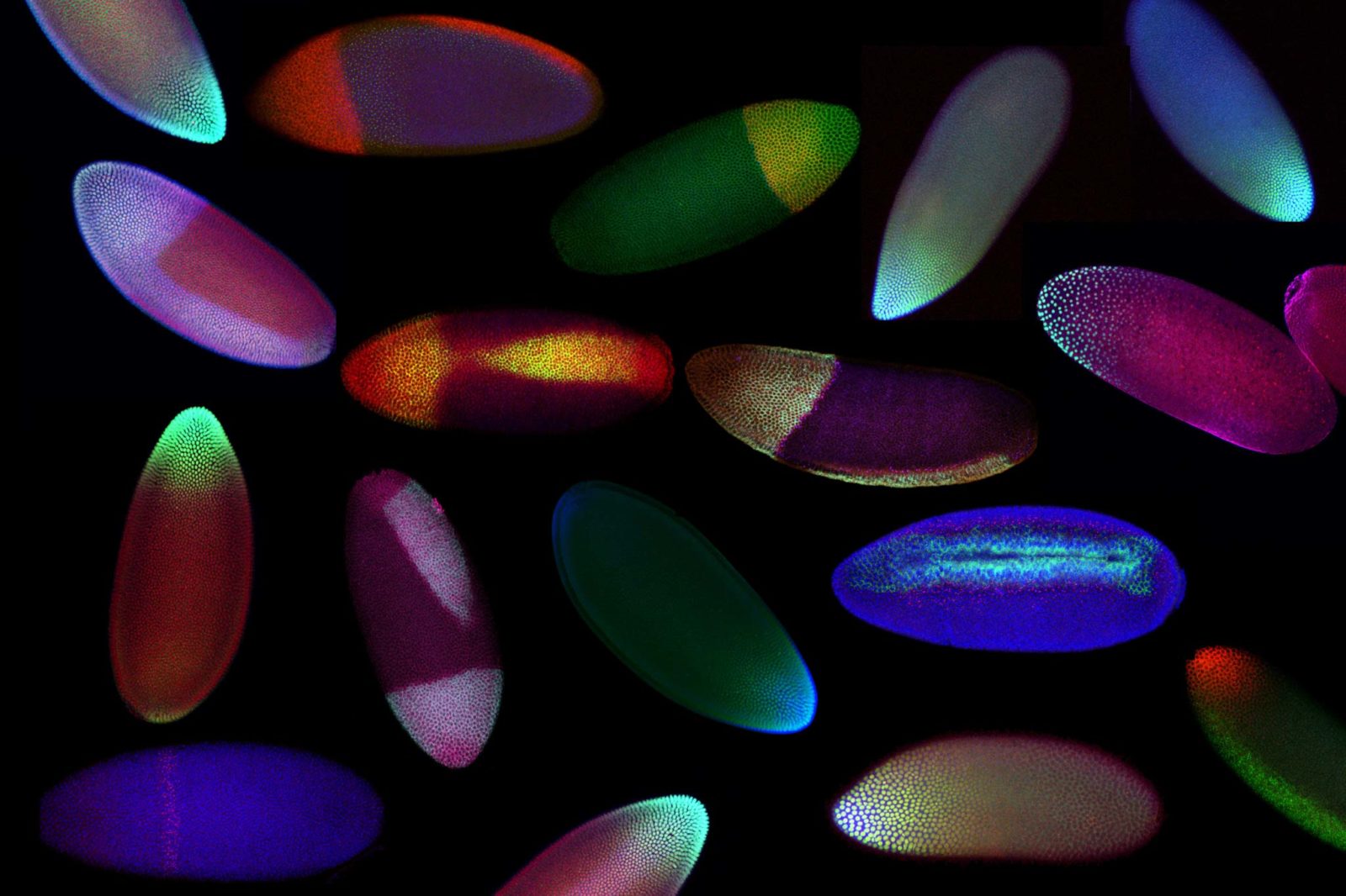 Patterned expression of wild-type and transgenic Drosophila ...