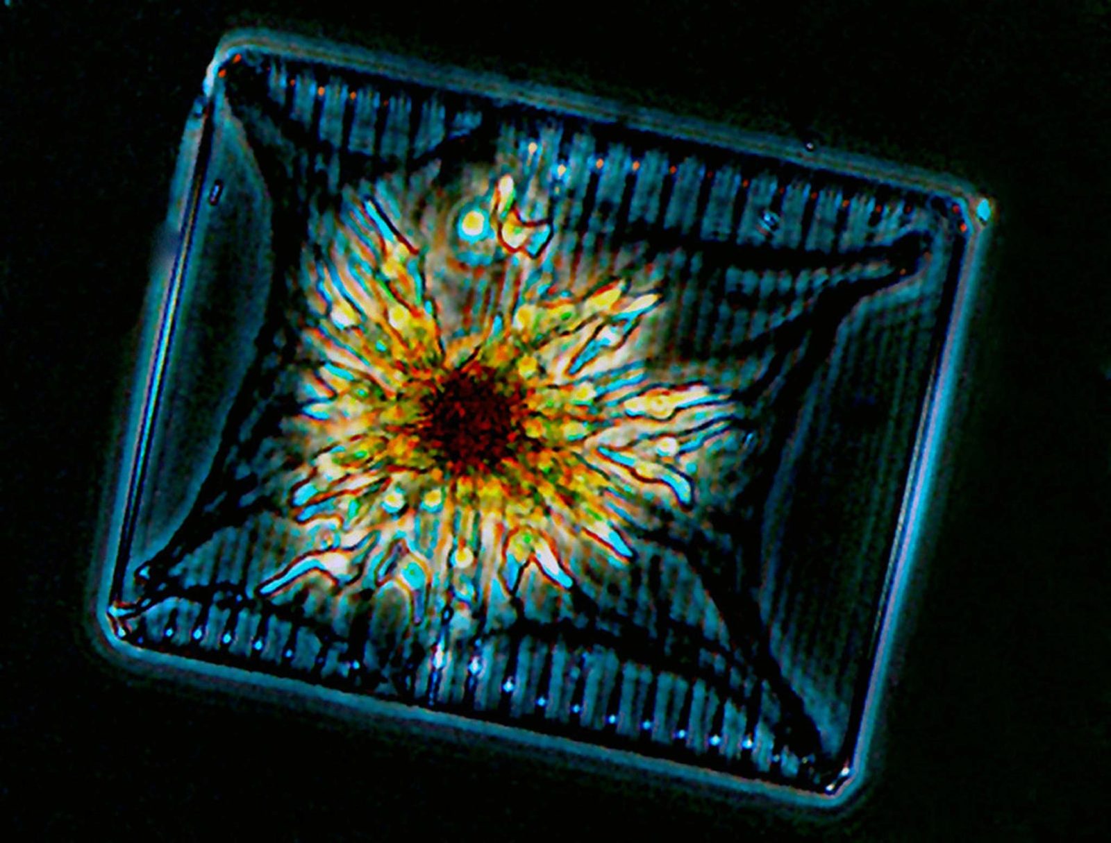 Diatom | Nikon Small World