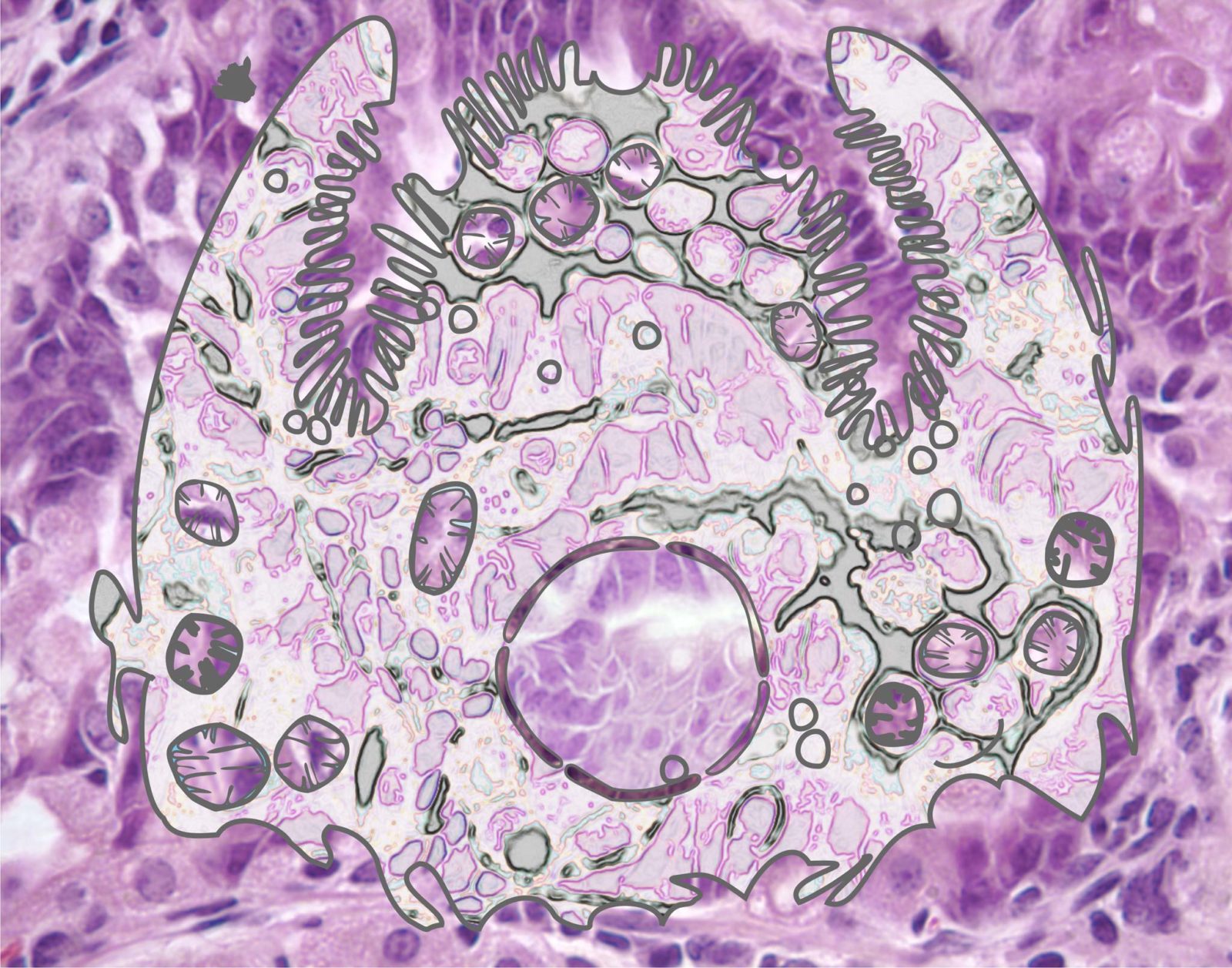 Gastric secreting cells of a mouse | Nikon Small World