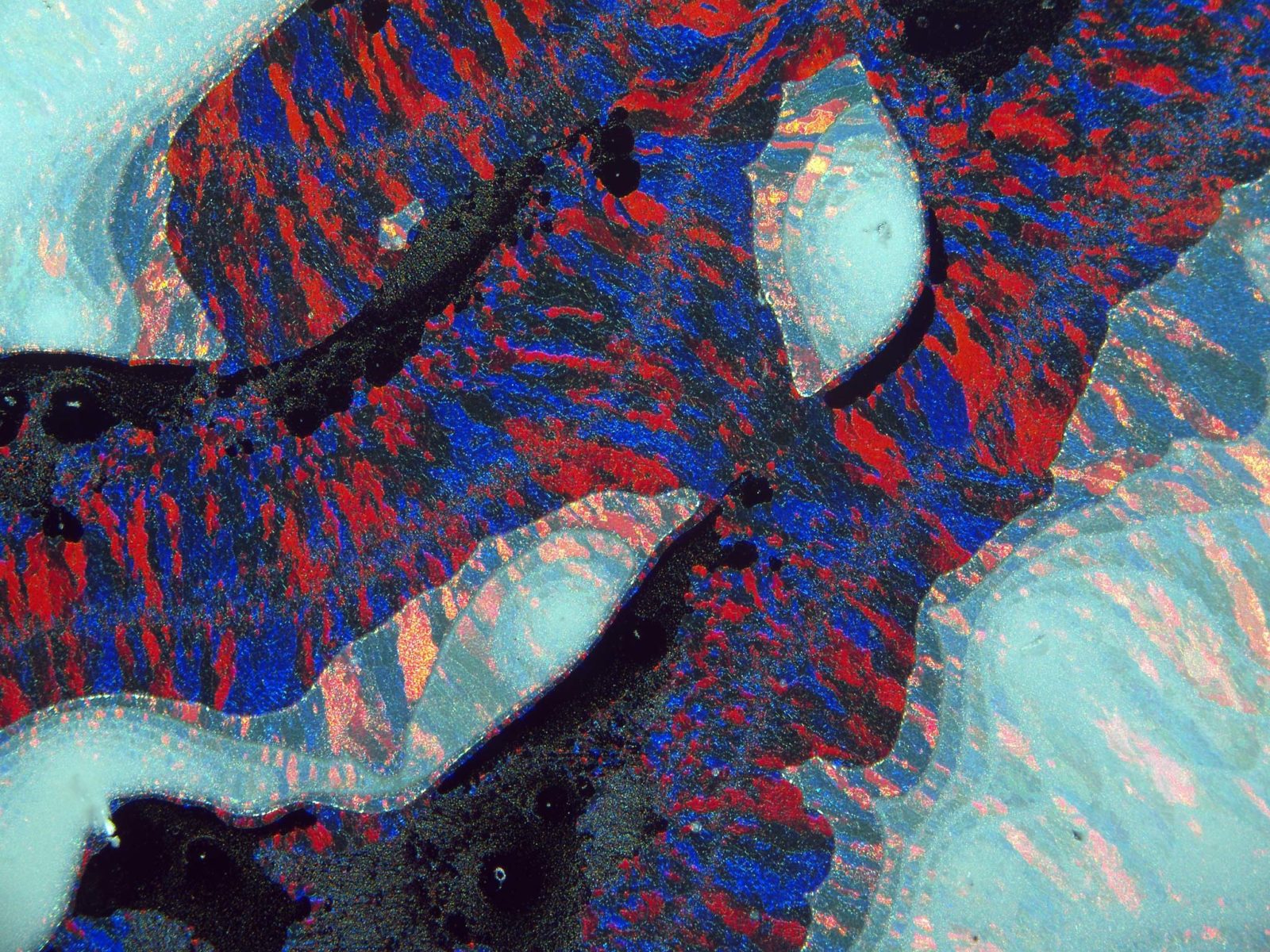 Johannes Gutenberg University | Organizations | Nikon’s Small World