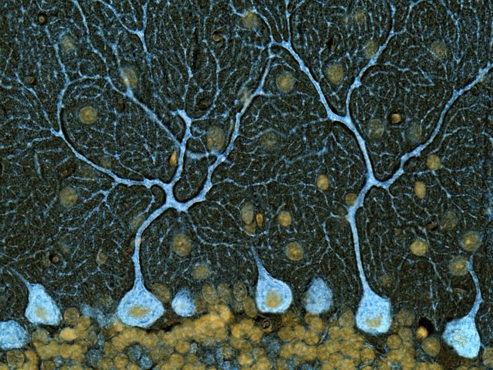 Mouse Purkinje (brain) cells | Nikon Small World