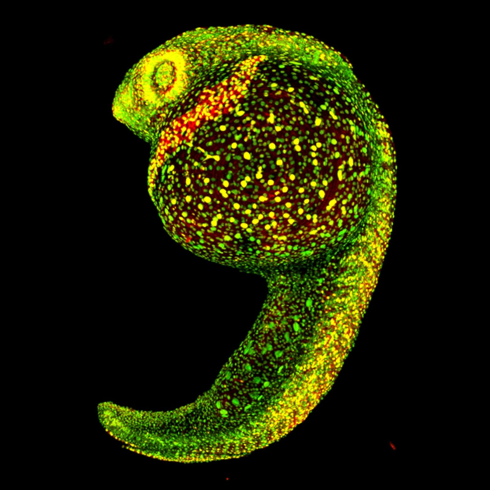 Zebrafish embryo, 22 hours post-fertilization, living specimen | Nikon ...