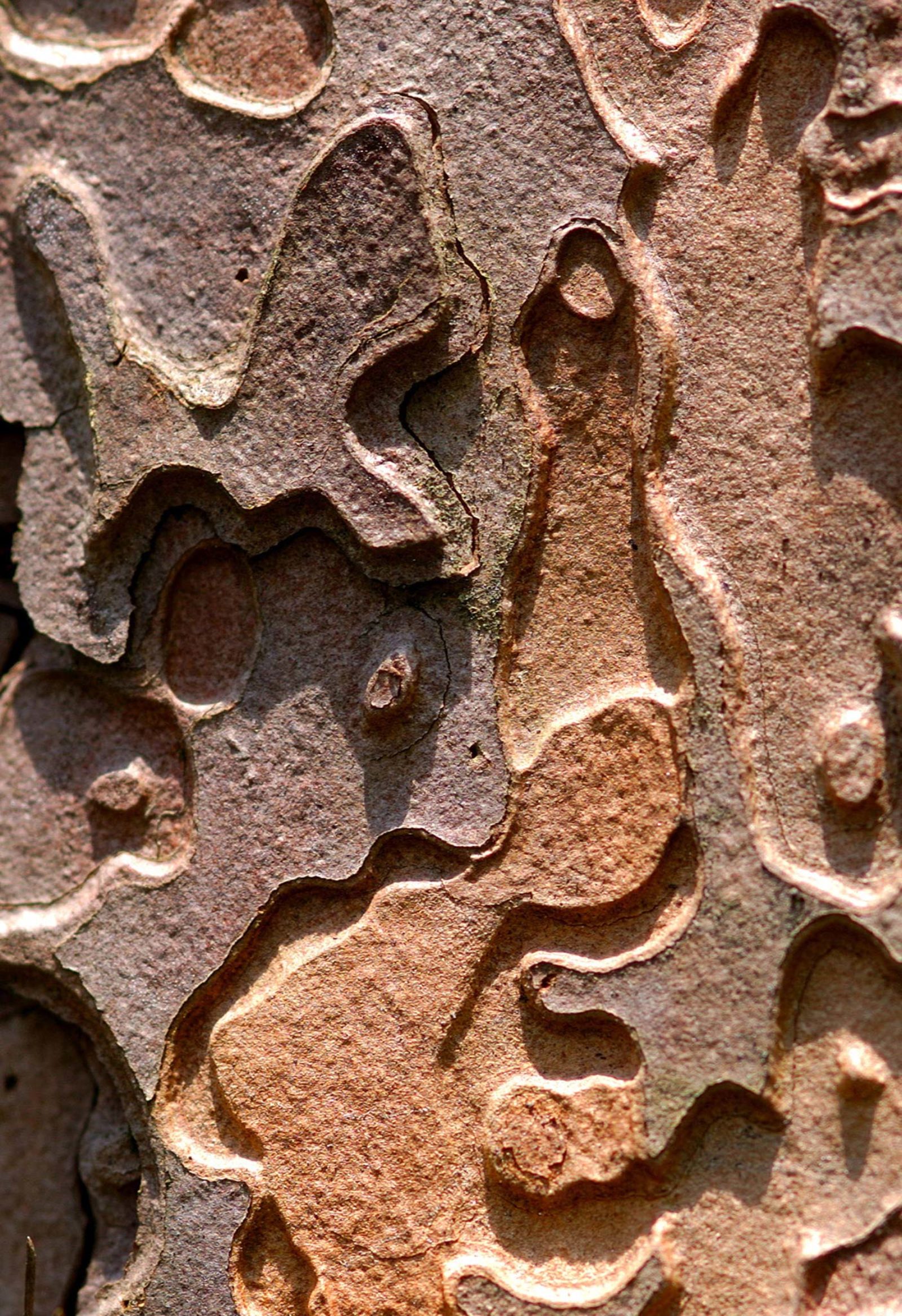 Pine Skin | Nikon Small World