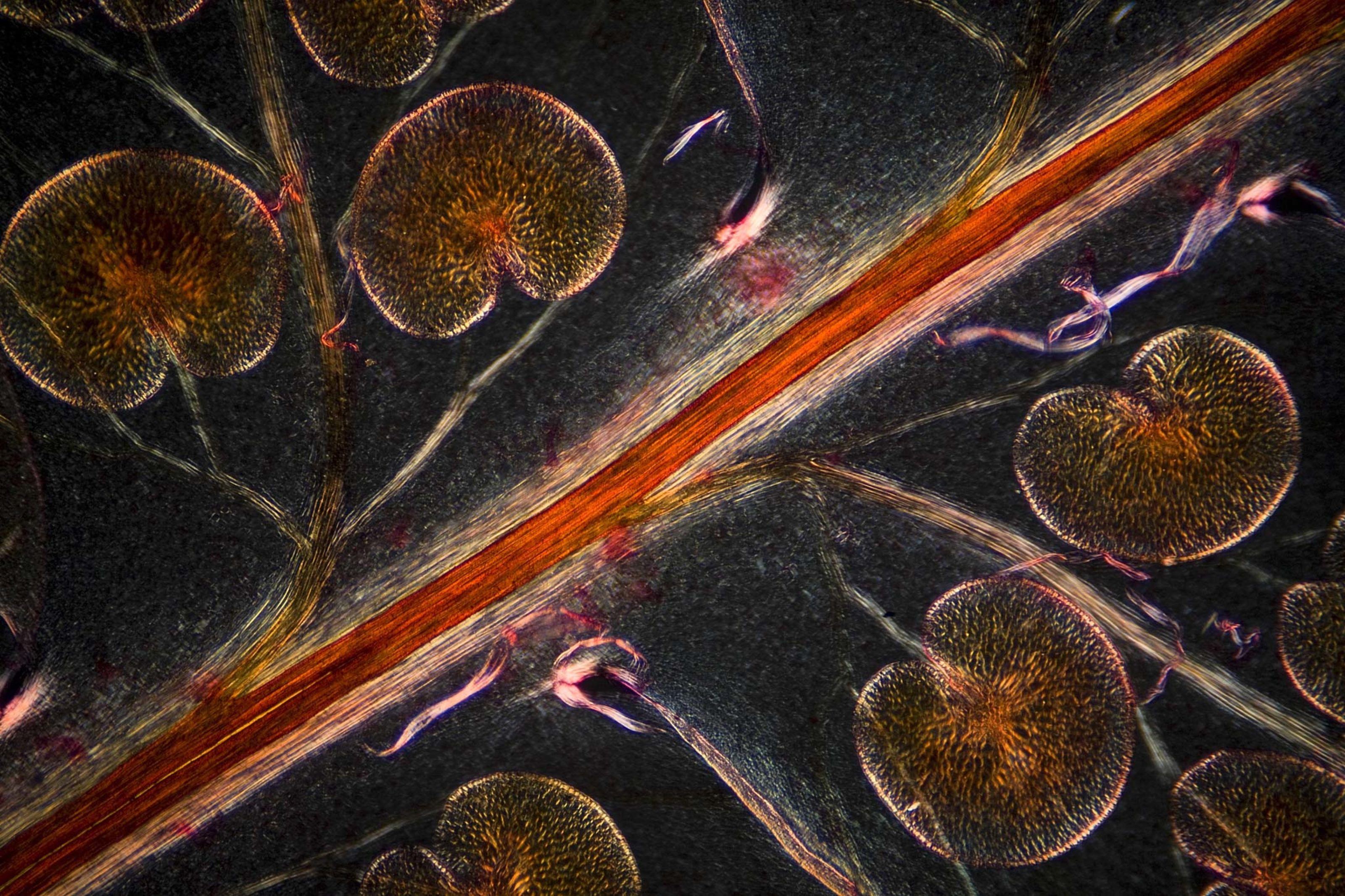 2 pinnae of Aspidium Felix (fern) | Nikon Small World