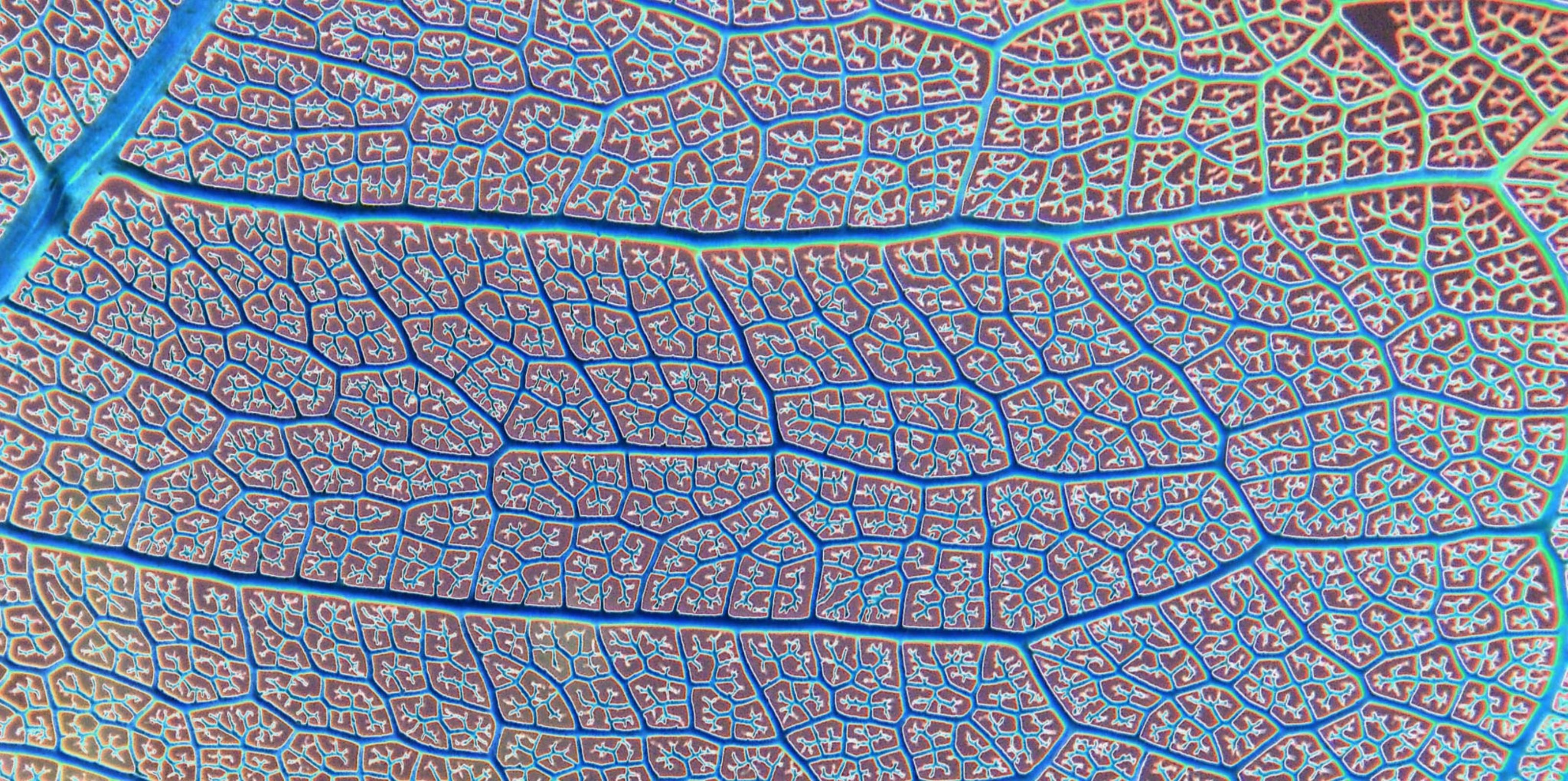 Lime tree leaf vessels | Nikon Small World
