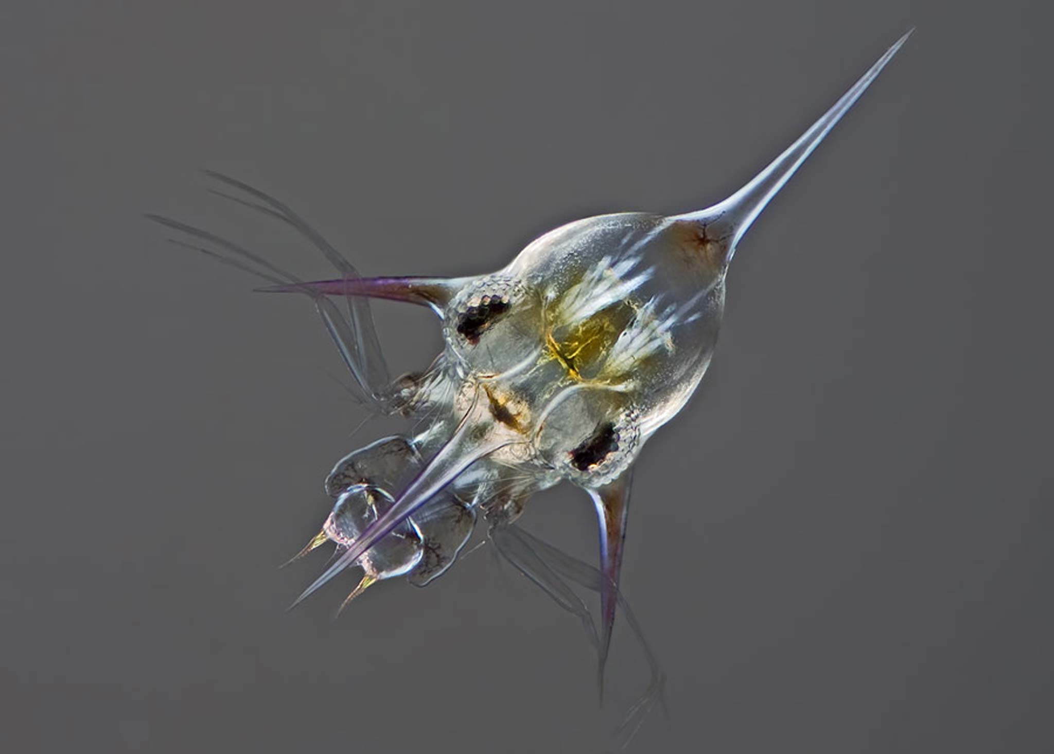 Crab larva, living specimen | Nikon Small World