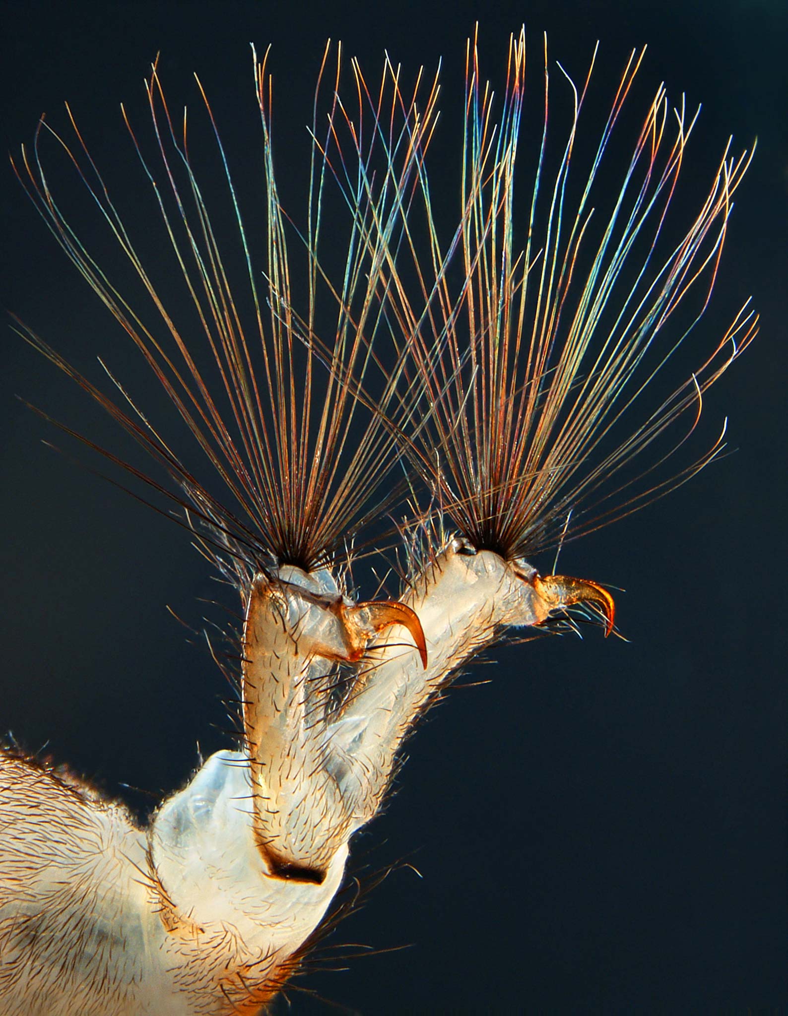 Trichoptera Hydropsyche angustipennis (caddisfly) larva, posterior ...