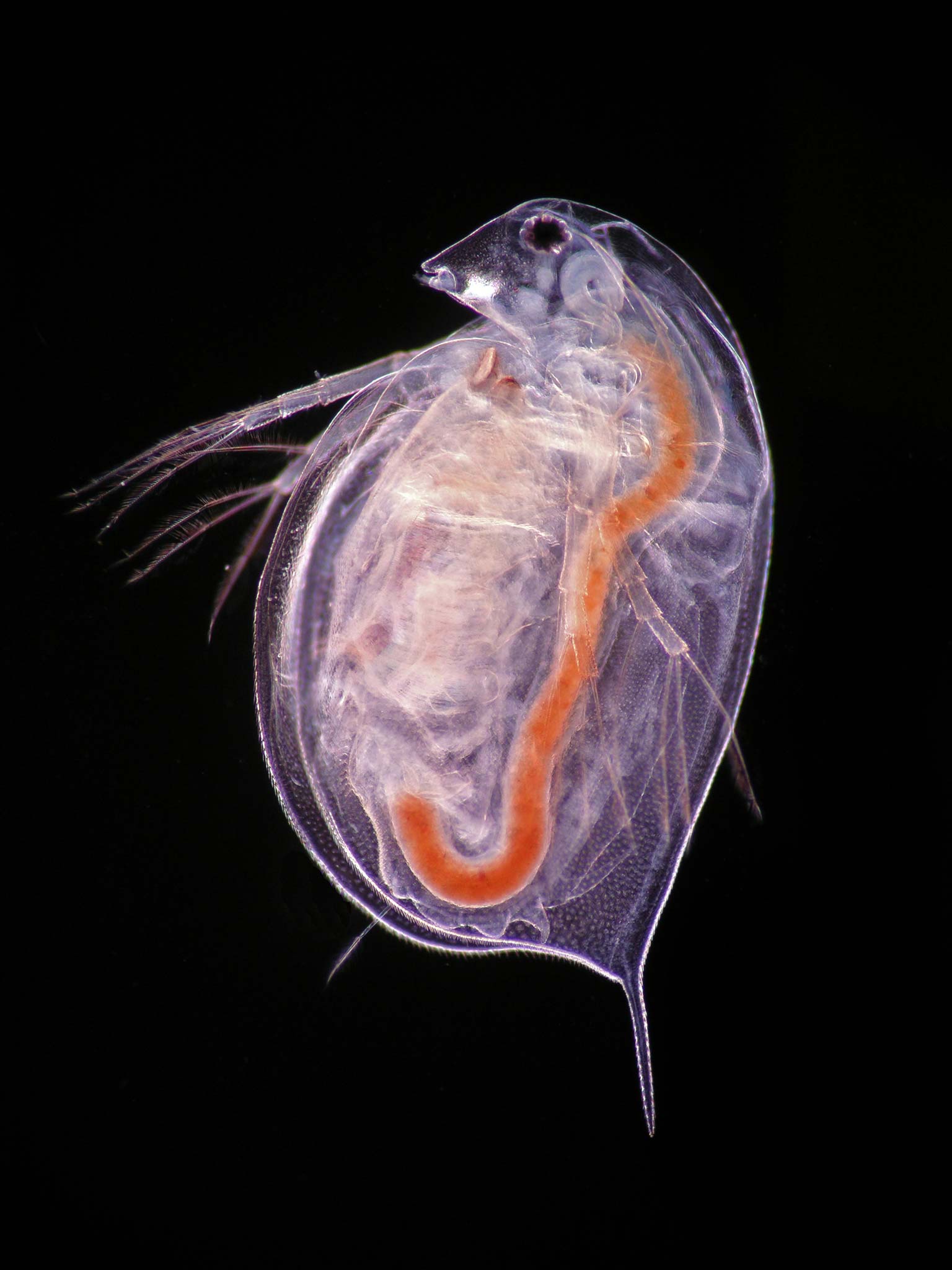 Daphnia sp. | Nikon Small World