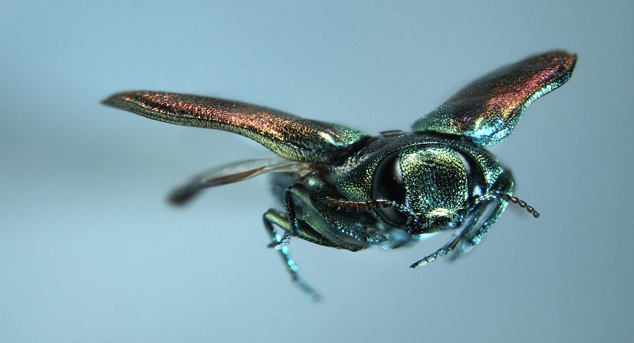 Insect in cyanide | Nikon Small World