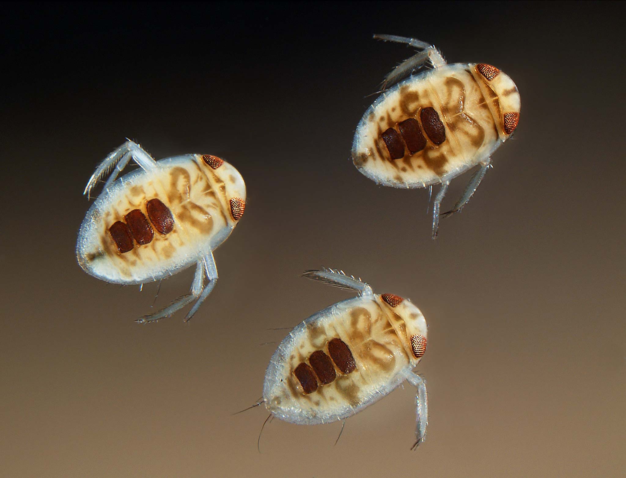 Heteroptera: Micronecta sp. | Nikon Small World