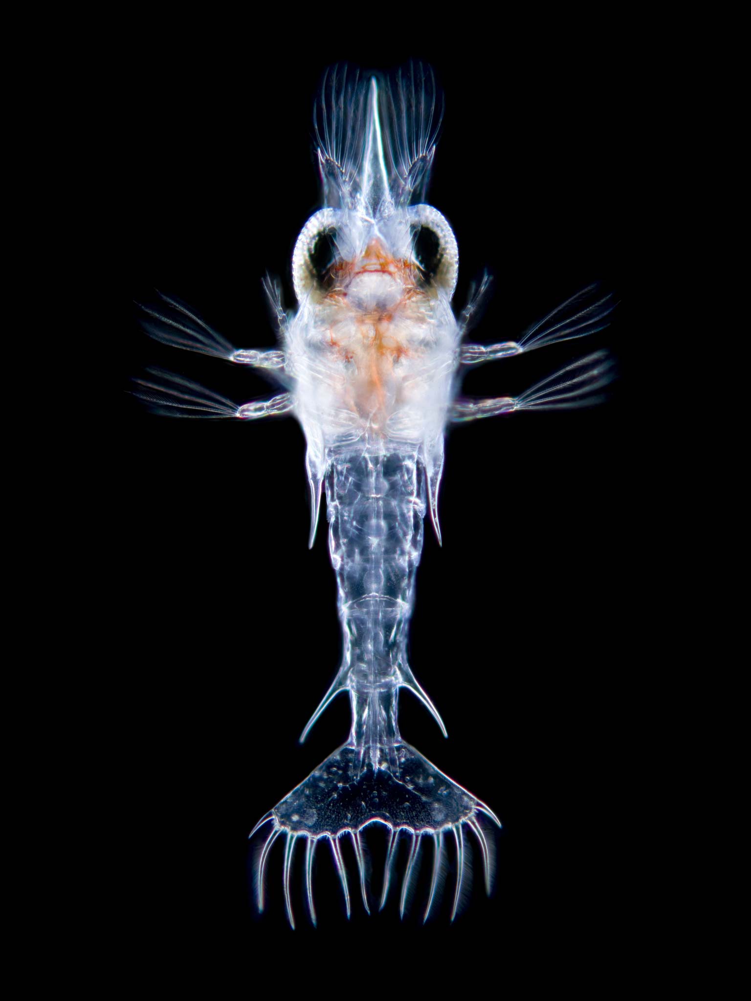 Planktonic decapod larva | Nikon Small World