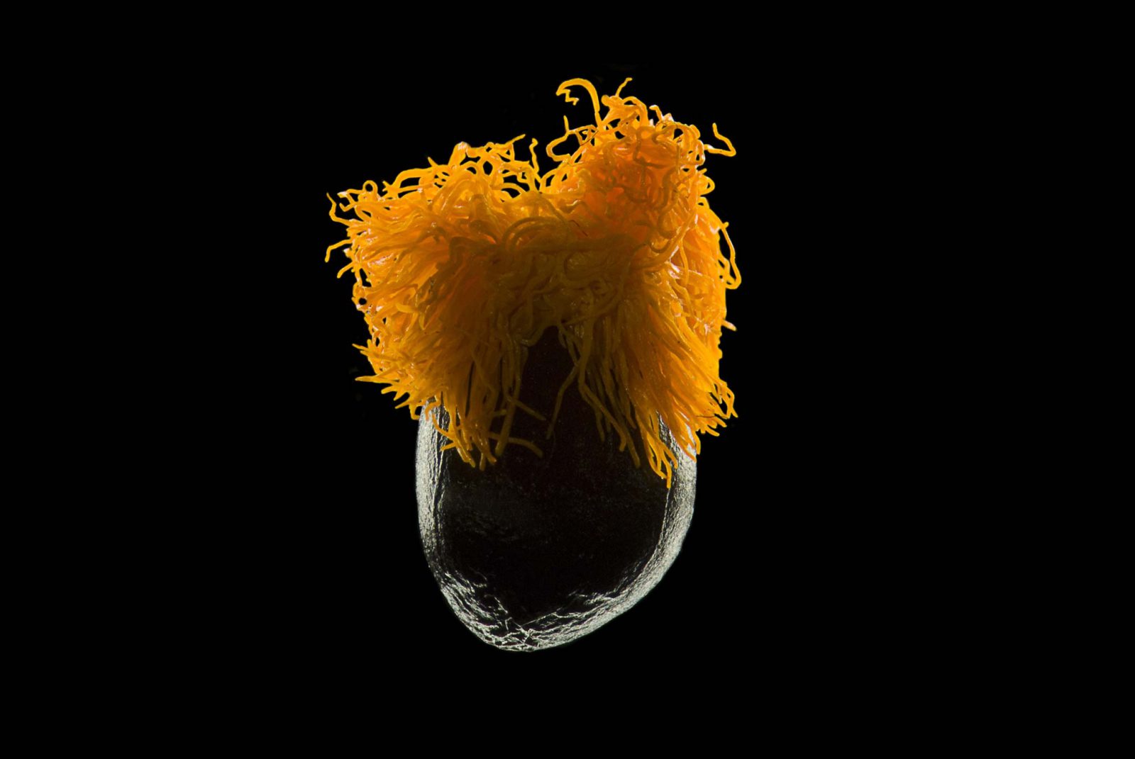 Viktor Sykora | People | Nikon Small World