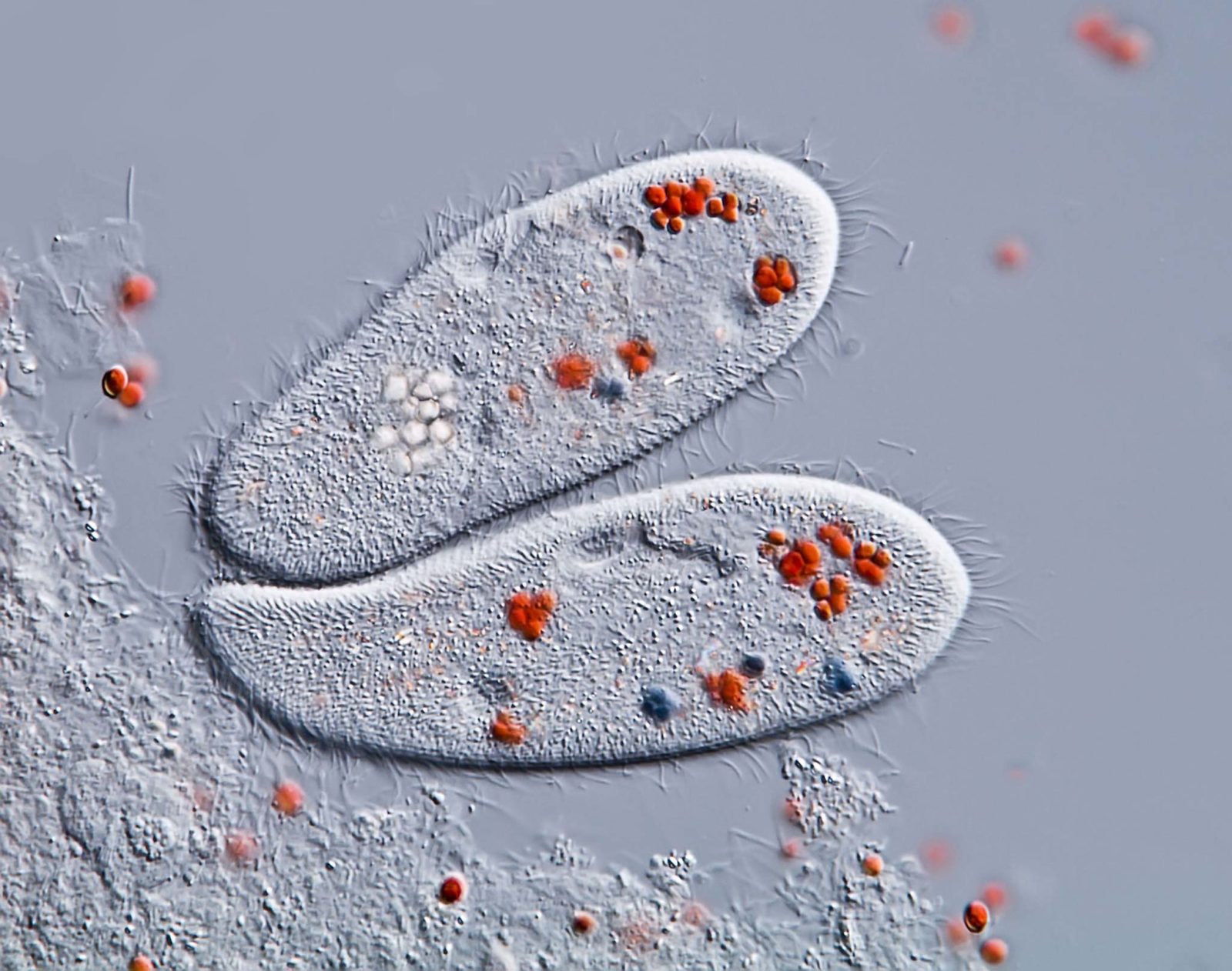 Paramecium caudatum fed with Congo red-stained yeast, living specimen ...