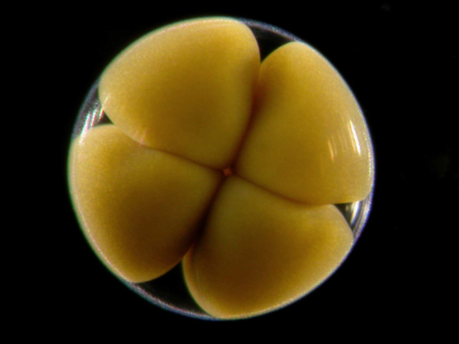 Echinaster brasiliensis (starfish) embryo, four cell stage | Nikon ...