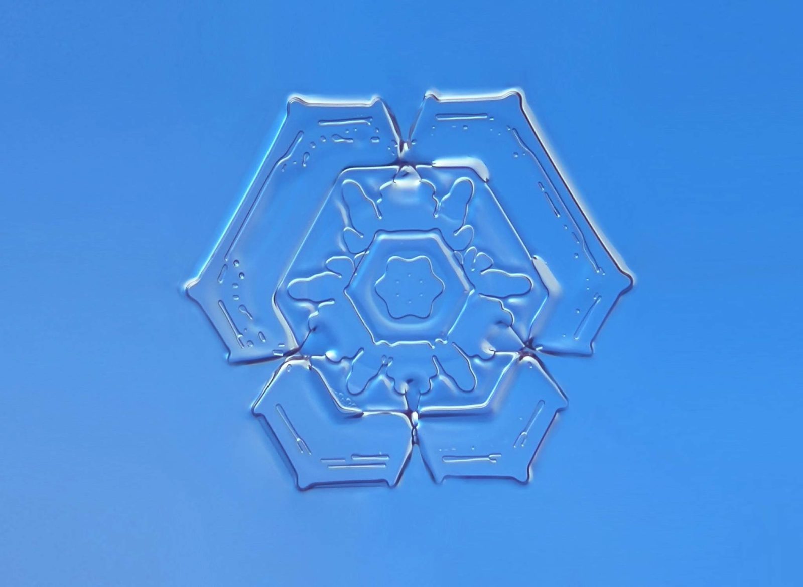 Snowflake | Nikon Small World