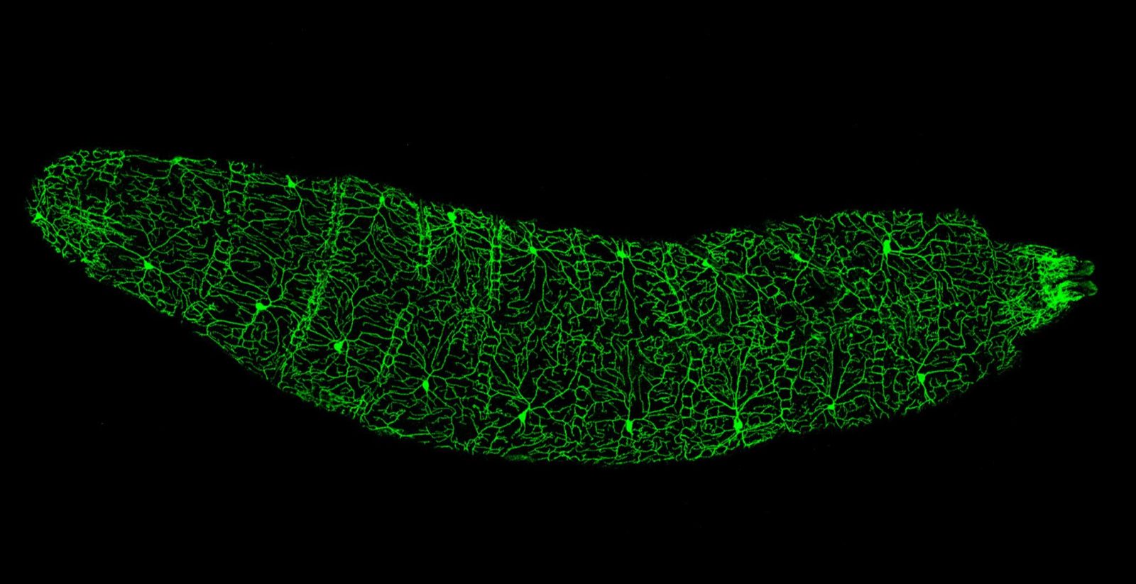 Drosophila sp. (fruit fly) larva with the dendrites of a sensory neuron ...