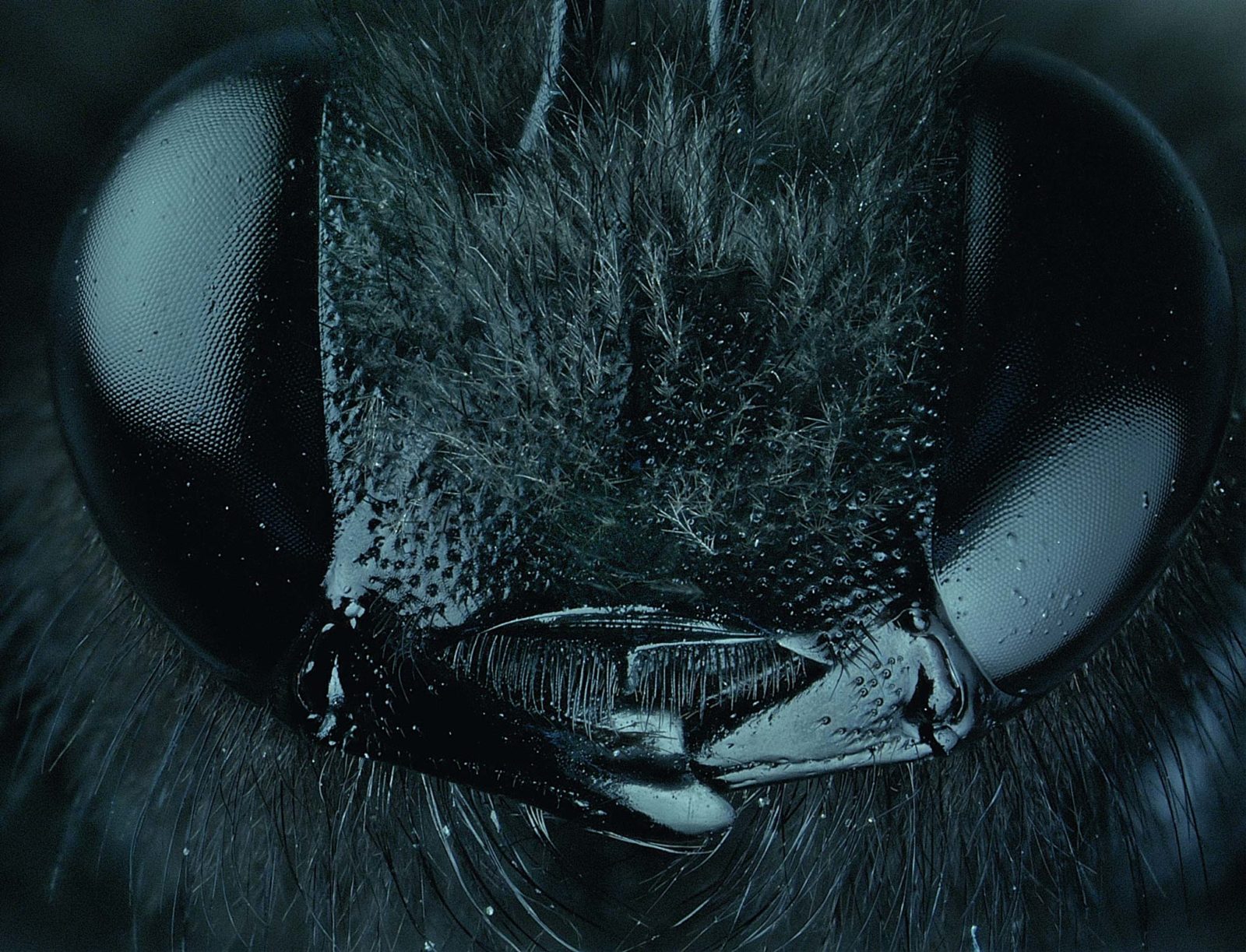 Insect in cyanide | Nikon Small World