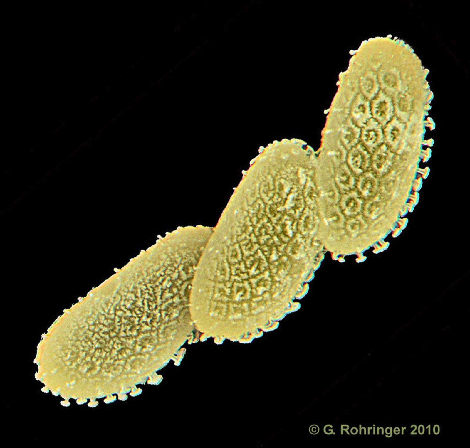 Acnemia varipennis (fungus gnat) eggs in natural condition | Nikon ...